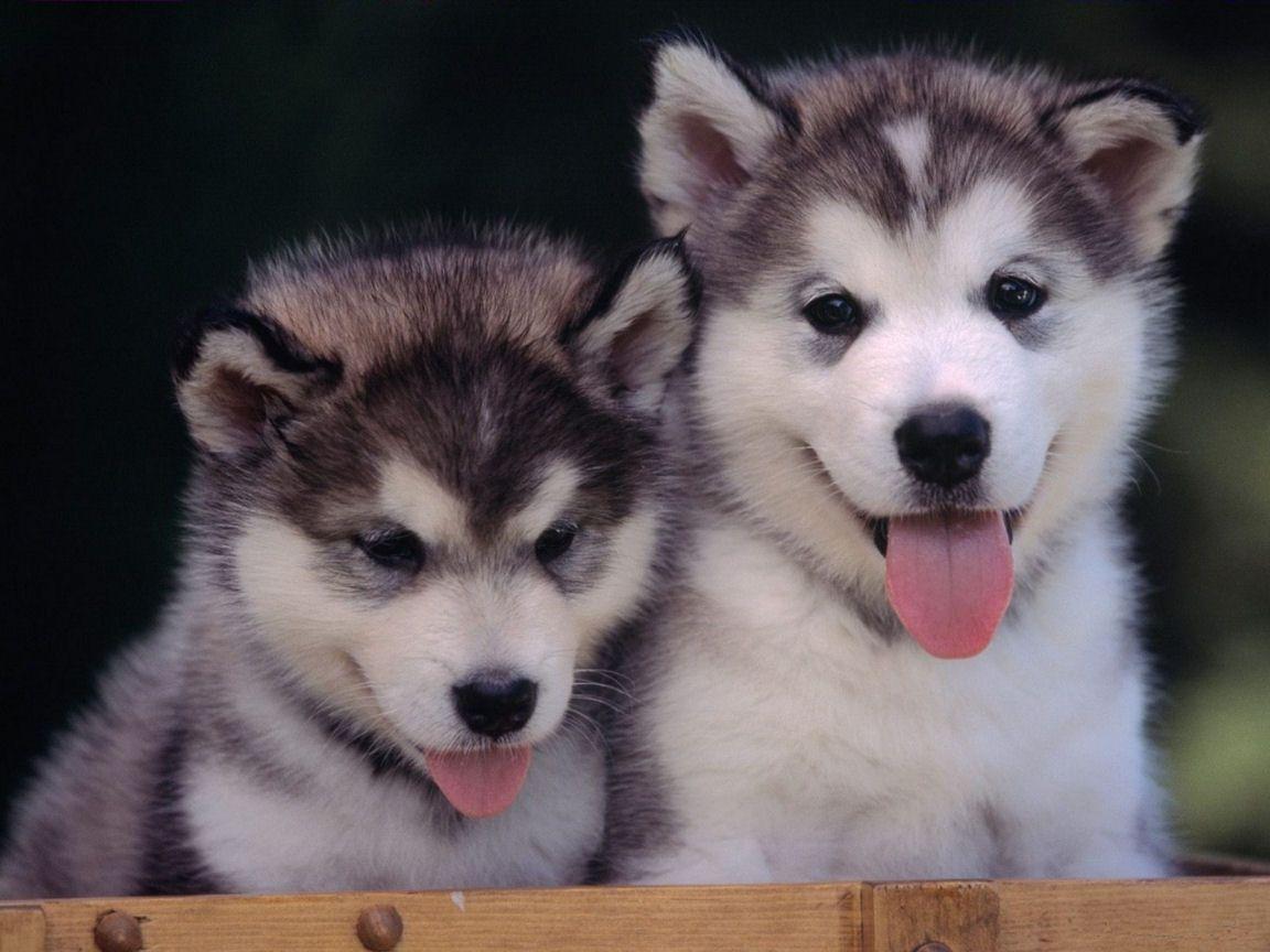 Cute Husky Wallpapers - Top Free Cute Husky Backgrounds - WallpaperAccess