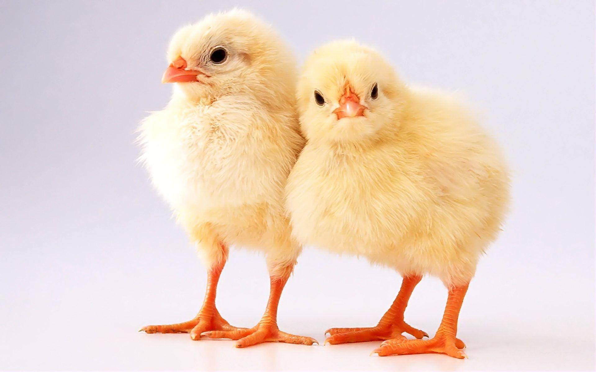 Baby Chick Wallpapers - Top Free Baby Chick Backgrounds - WallpaperAccess