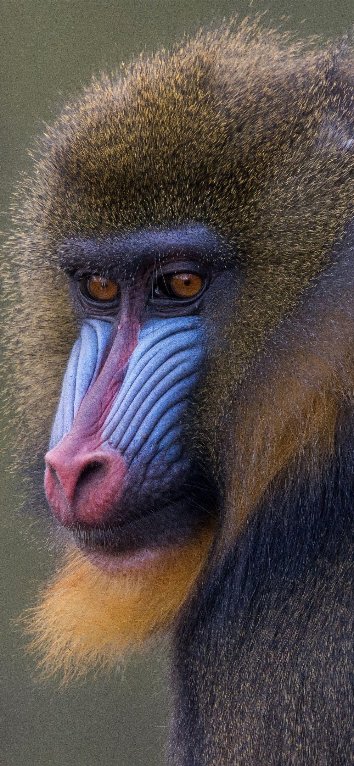 Monkey iPhone Wallpapers - Top Free Monkey iPhone Backgrounds ...