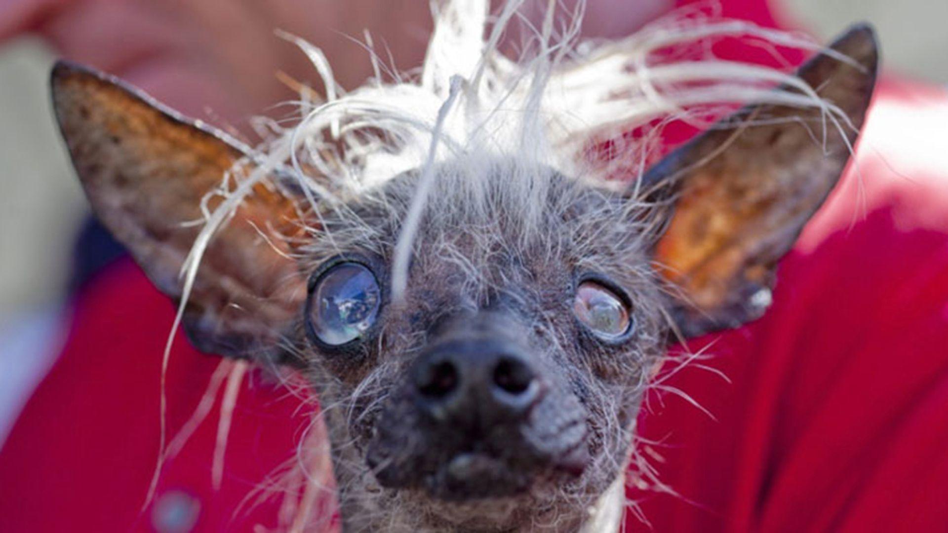 Ugly Dogs Wallpapers - Top Free Ugly Dogs Backgrounds - WallpaperAccess