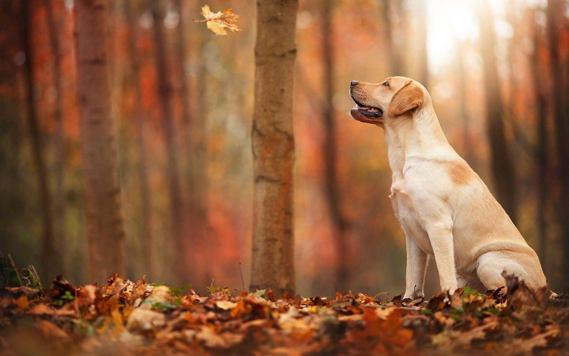 Fall Dog Wallpapers - Top Free Fall Dog Backgrounds - WallpaperAccess
