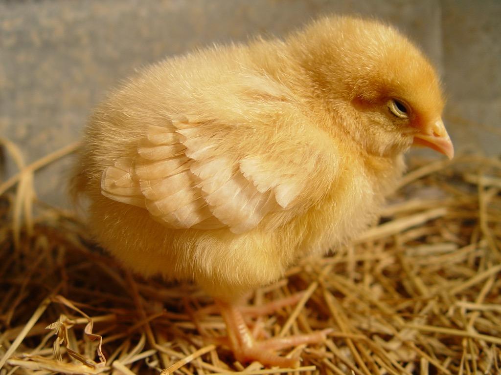 Baby Chick Wallpapers - Top Free Baby Chick Backgrounds - WallpaperAccess