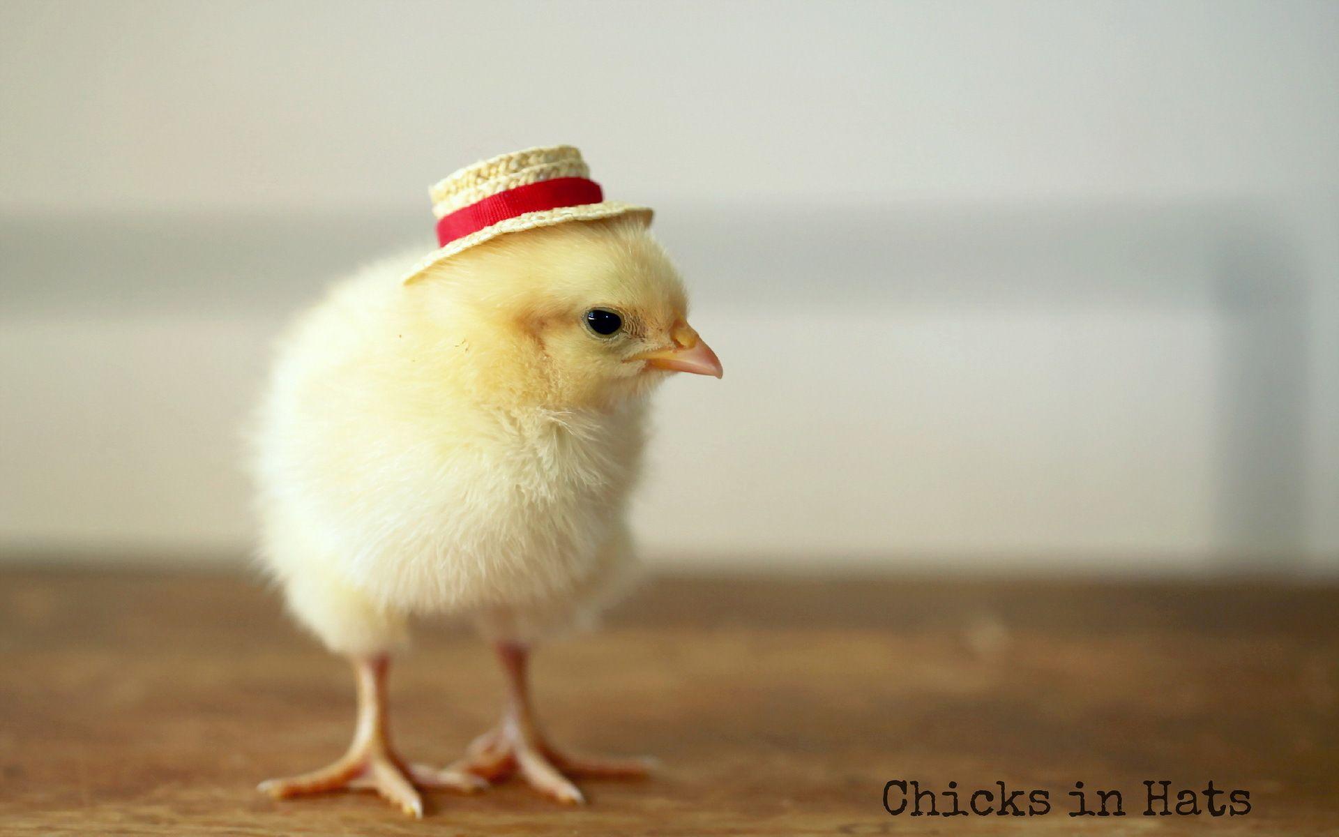 Baby Chick Wallpapers - Top Free Baby Chick Backgrounds - WallpaperAccess