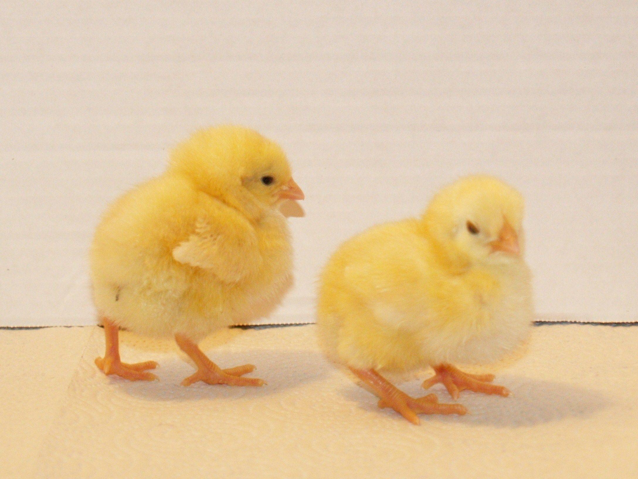 Baby Chick Wallpapers - Top Free Baby Chick Backgrounds - WallpaperAccess