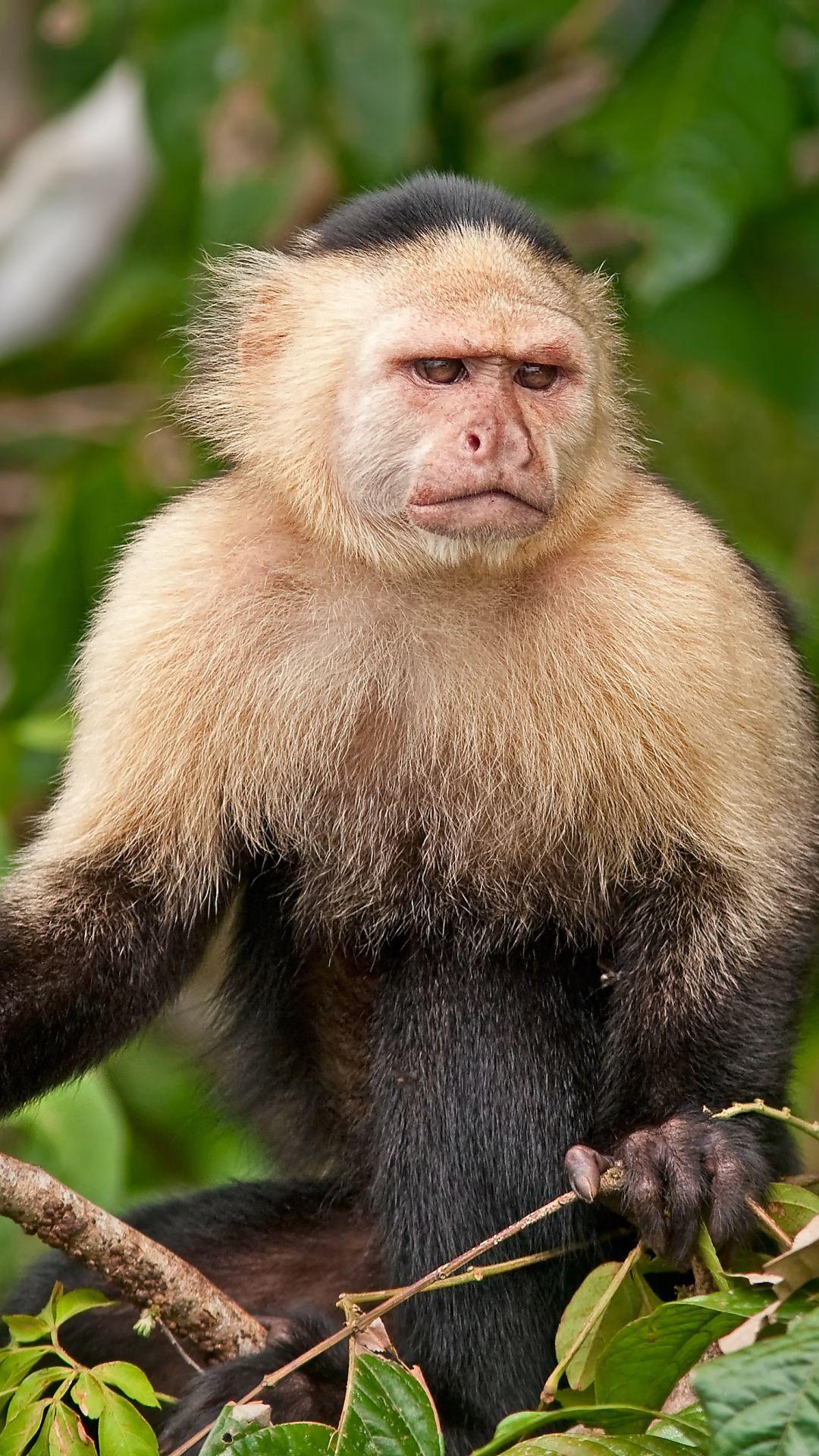 Monkey iPhone Wallpapers - Top Free Monkey iPhone Backgrounds ...