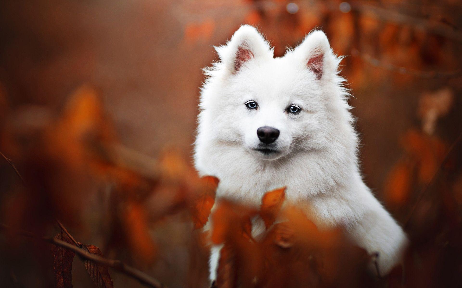 Cute Animal Fall Wallpapers - Top Free Cute Animal Fall Backgrounds ...