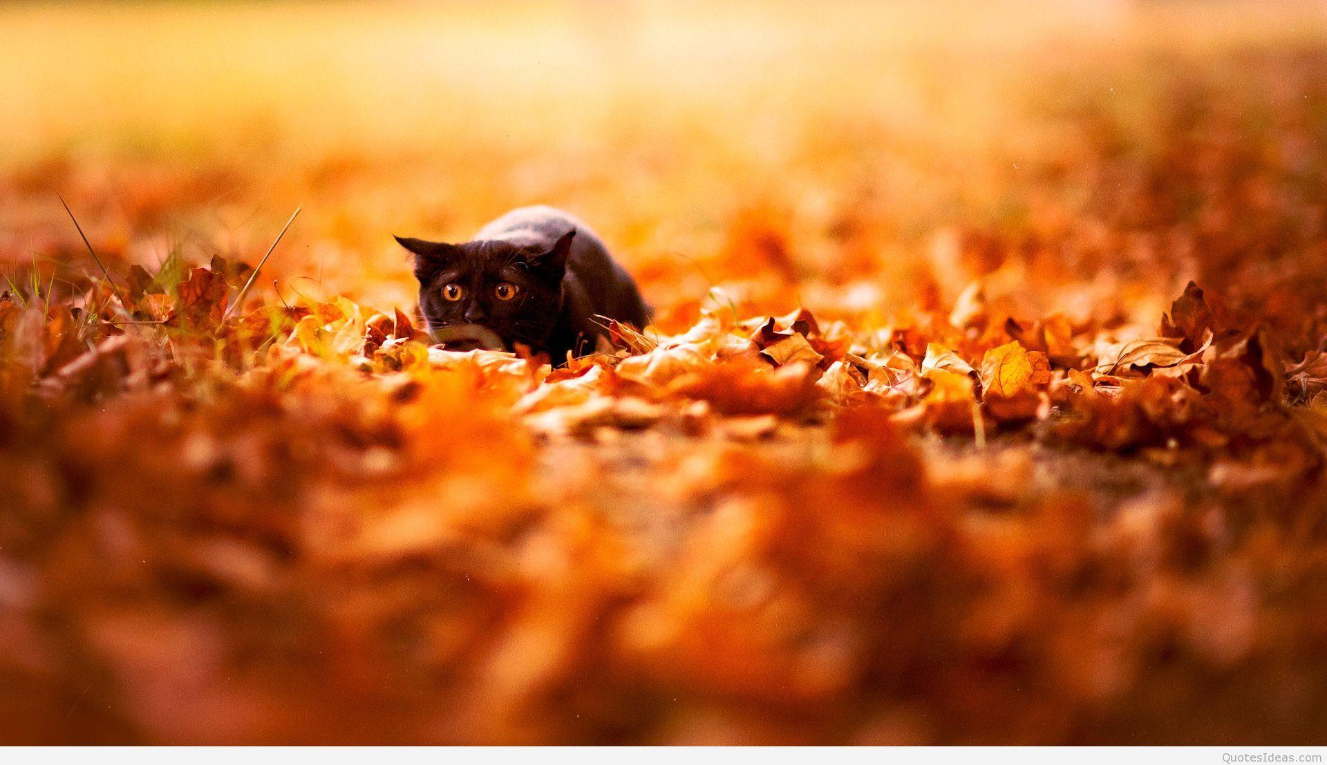 Cute Animal Fall Wallpapers - Top Free Cute Animal Fall Backgrounds ...