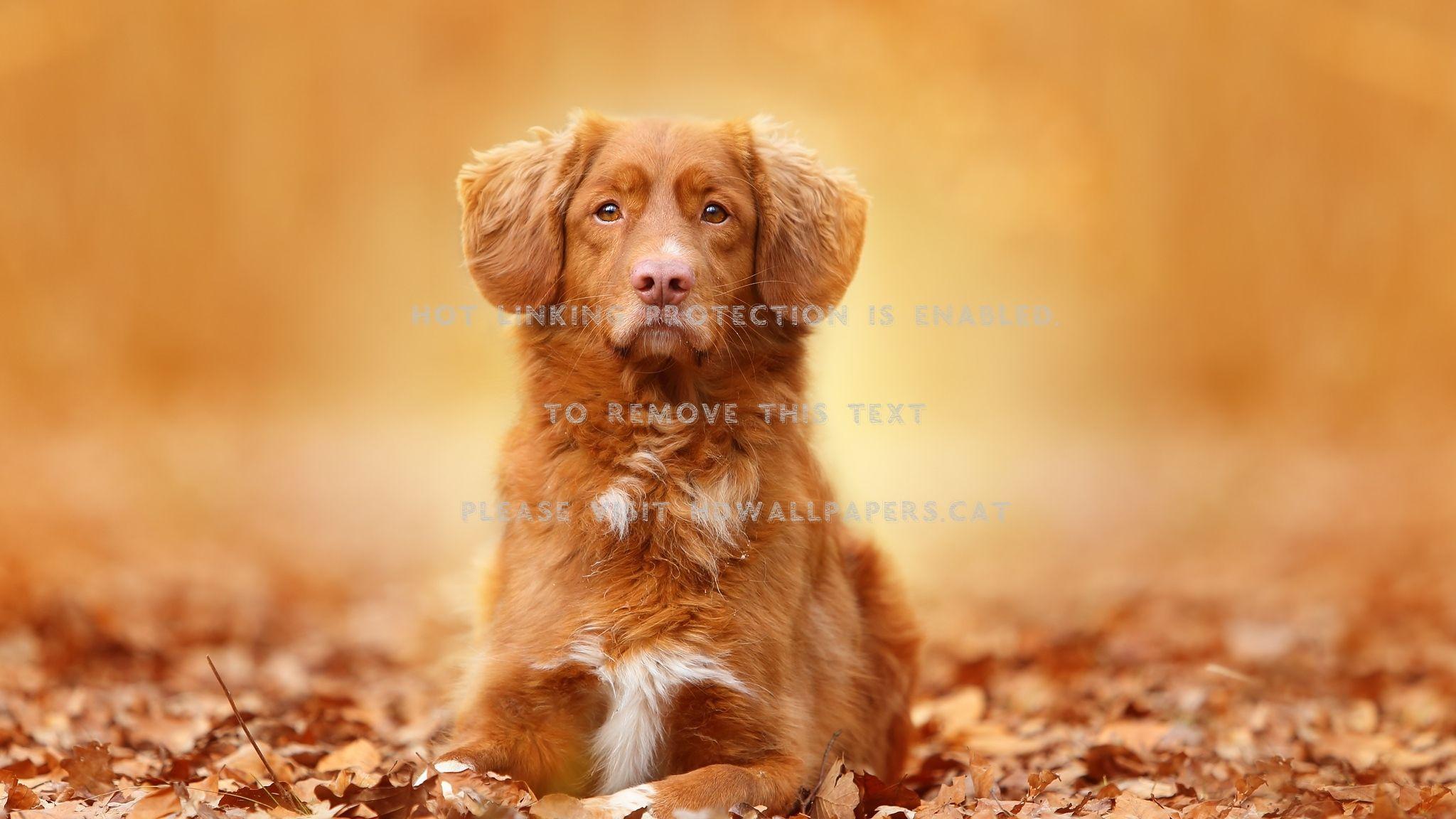 Cute Autumn Dog Wallpapers - Top Free Cute Autumn Dog Backgrounds ...
