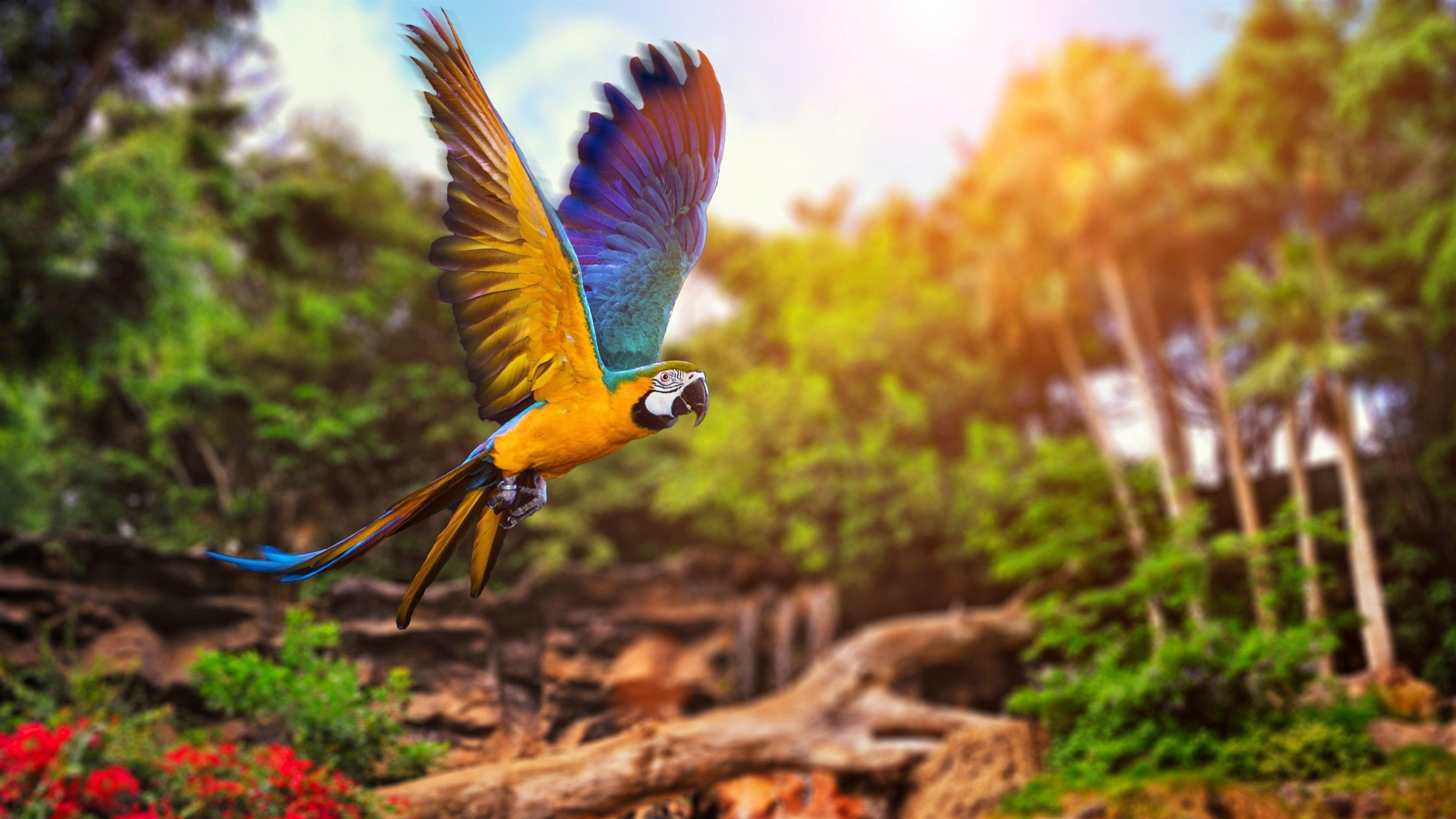 Flying Animal Wallpapers - Top Free Flying Animal Backgrounds ...