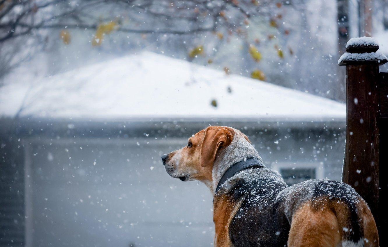 Snow Dog Wallpapers - Top Free Snow Dog Backgrounds - WallpaperAccess