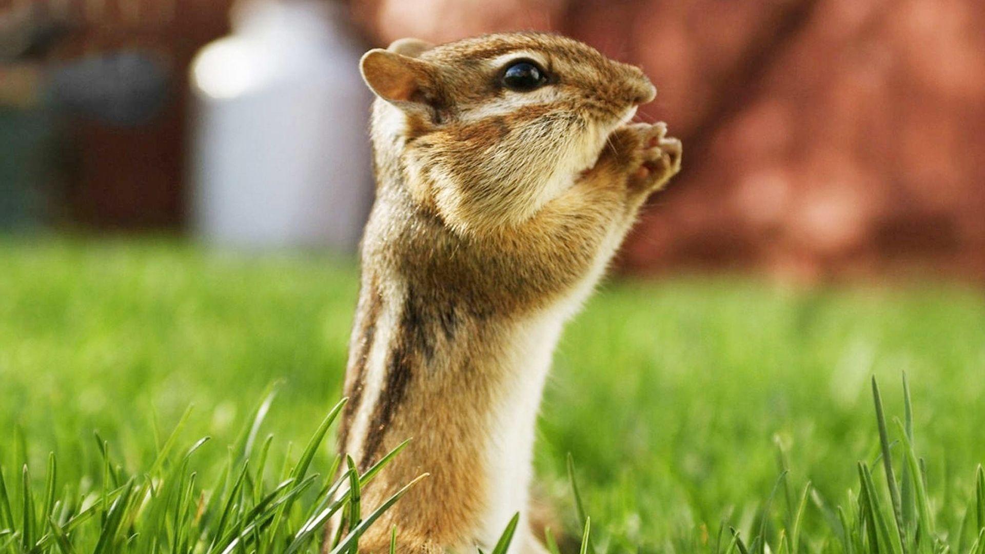 Flying Animal Wallpapers - Top Free Flying Animal Backgrounds ...