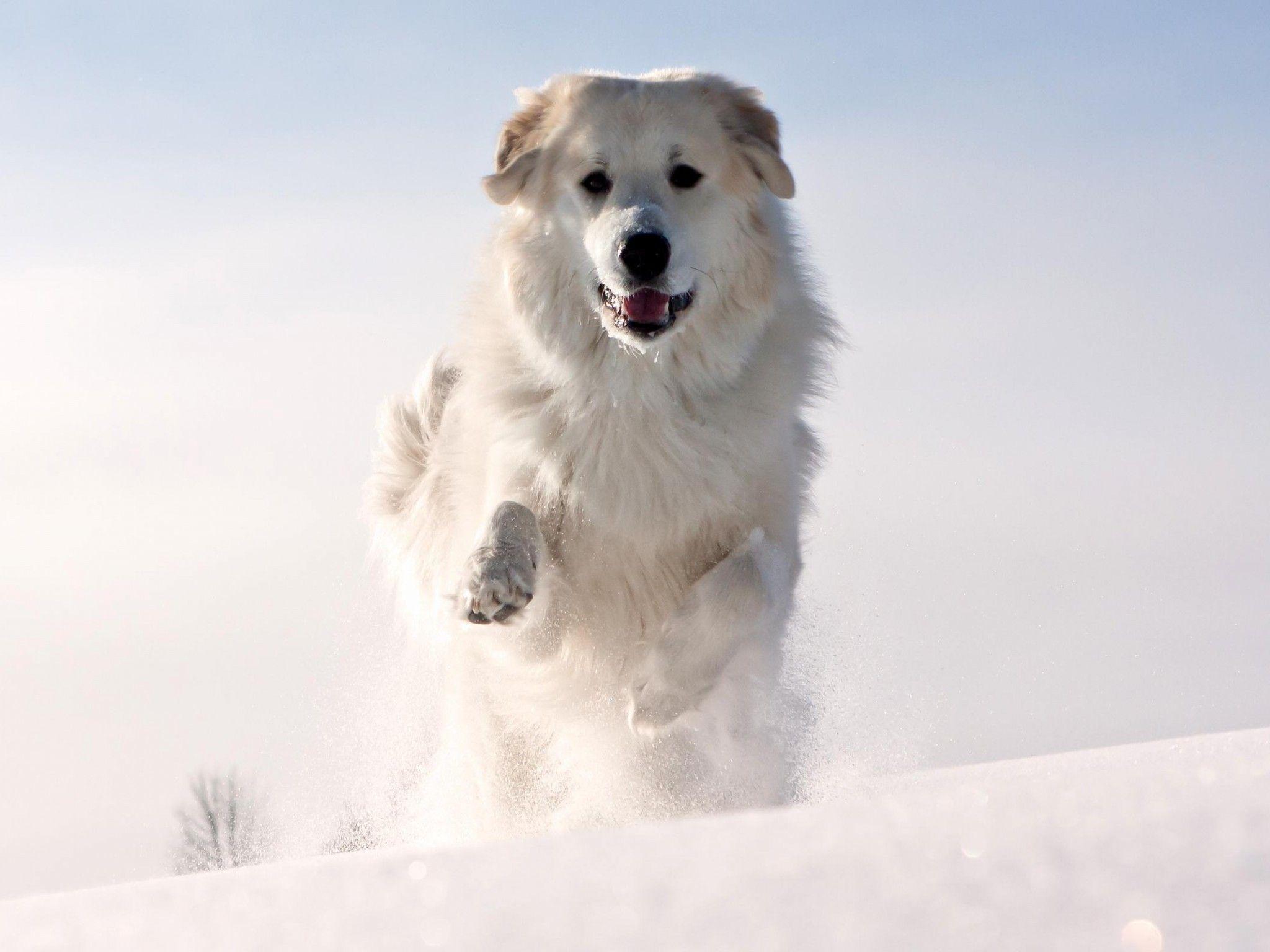 Snow Dog Wallpapers - Top Free Snow Dog Backgrounds - WallpaperAccess