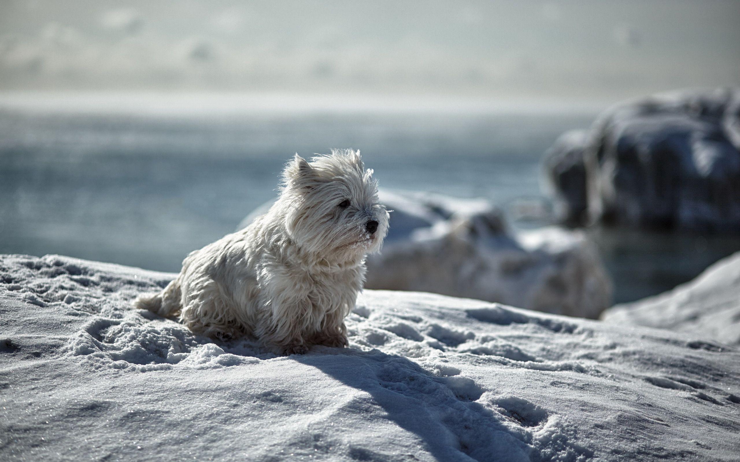 Snow Dog Wallpapers - Top Free Snow Dog Backgrounds - WallpaperAccess