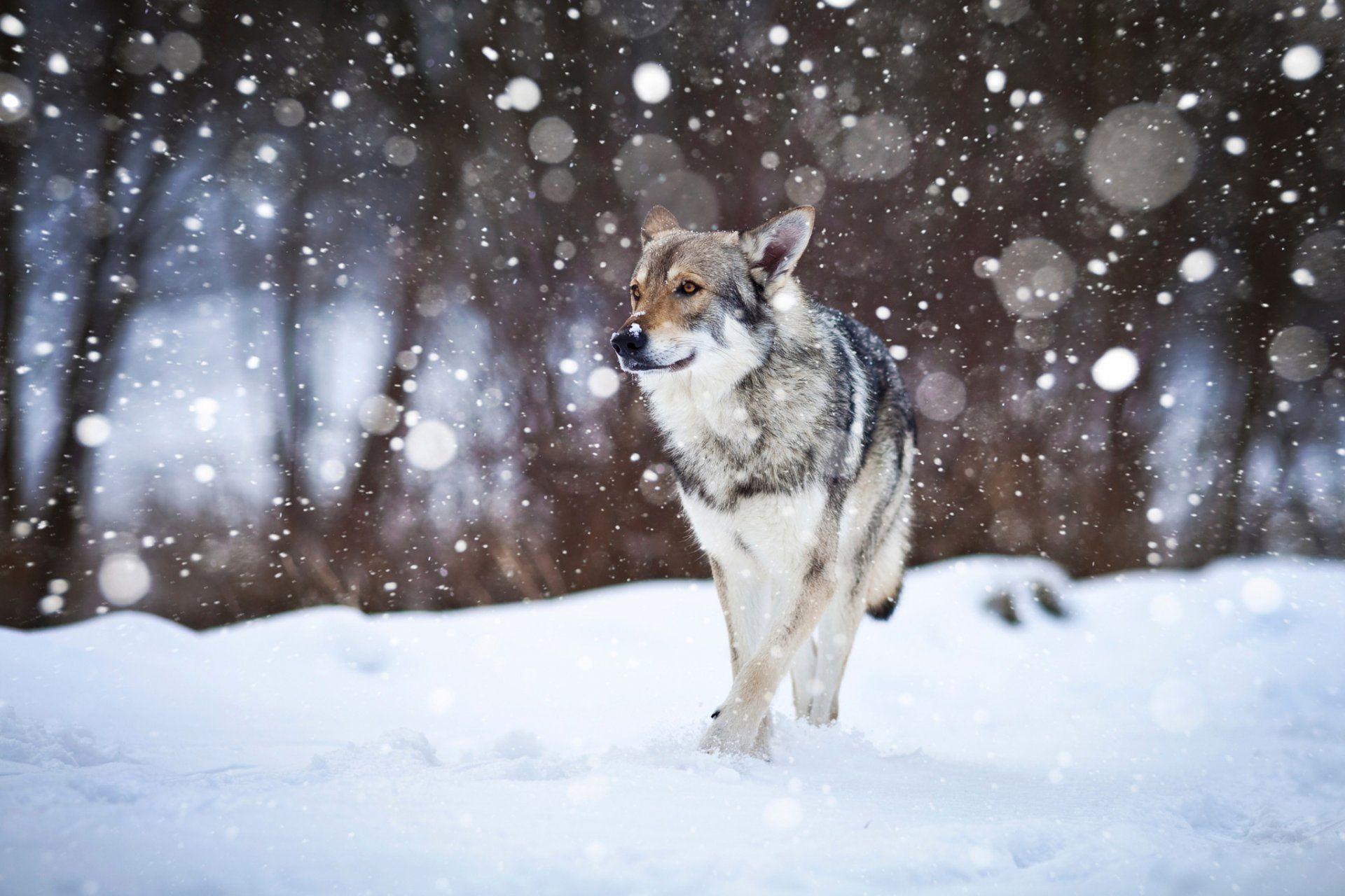 Snow Dog Wallpapers - Top Free Snow Dog Backgrounds - WallpaperAccess