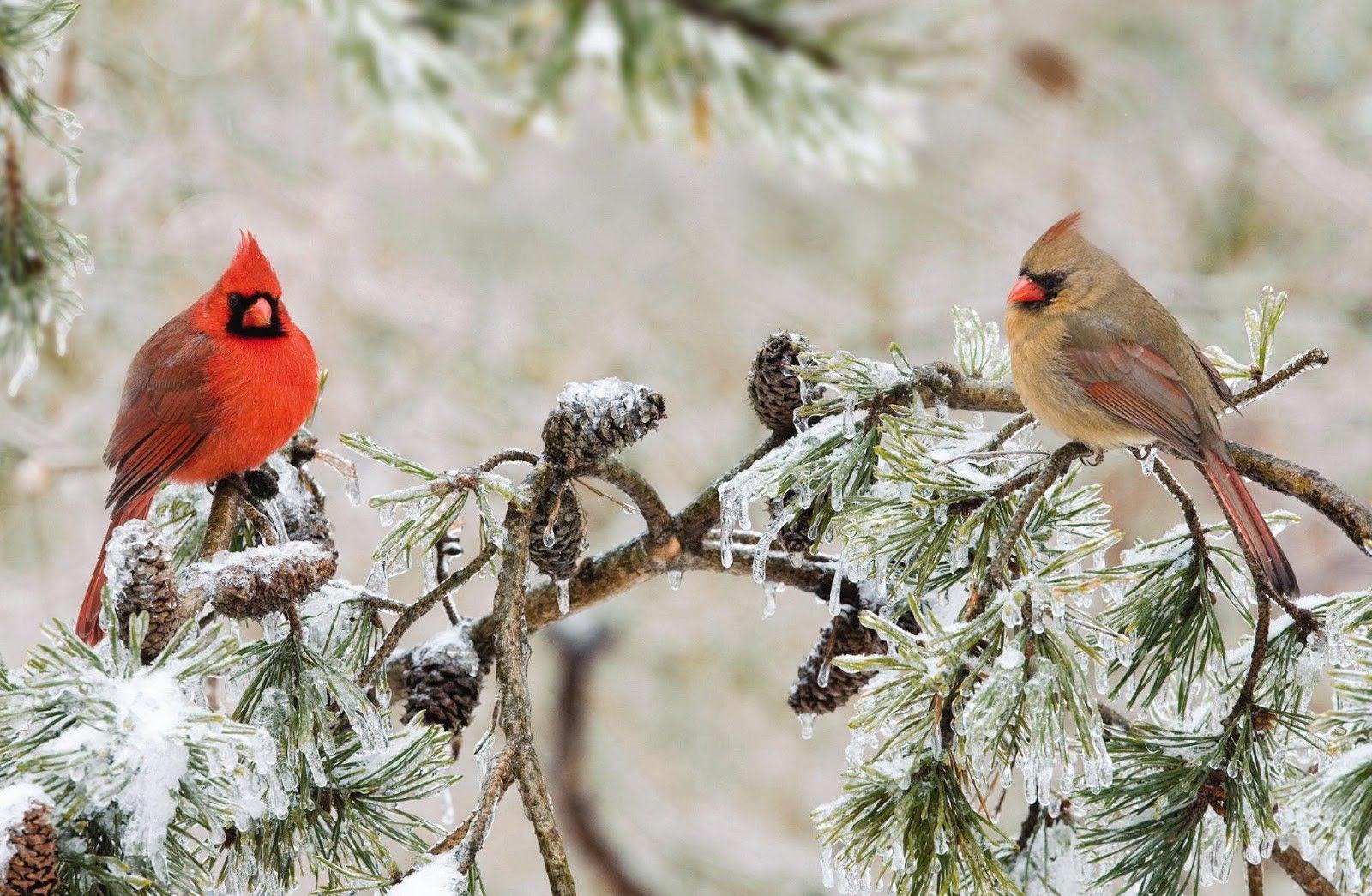 Winter Cardinal Wallpapers - Top Free Winter Cardinal Backgrounds ...