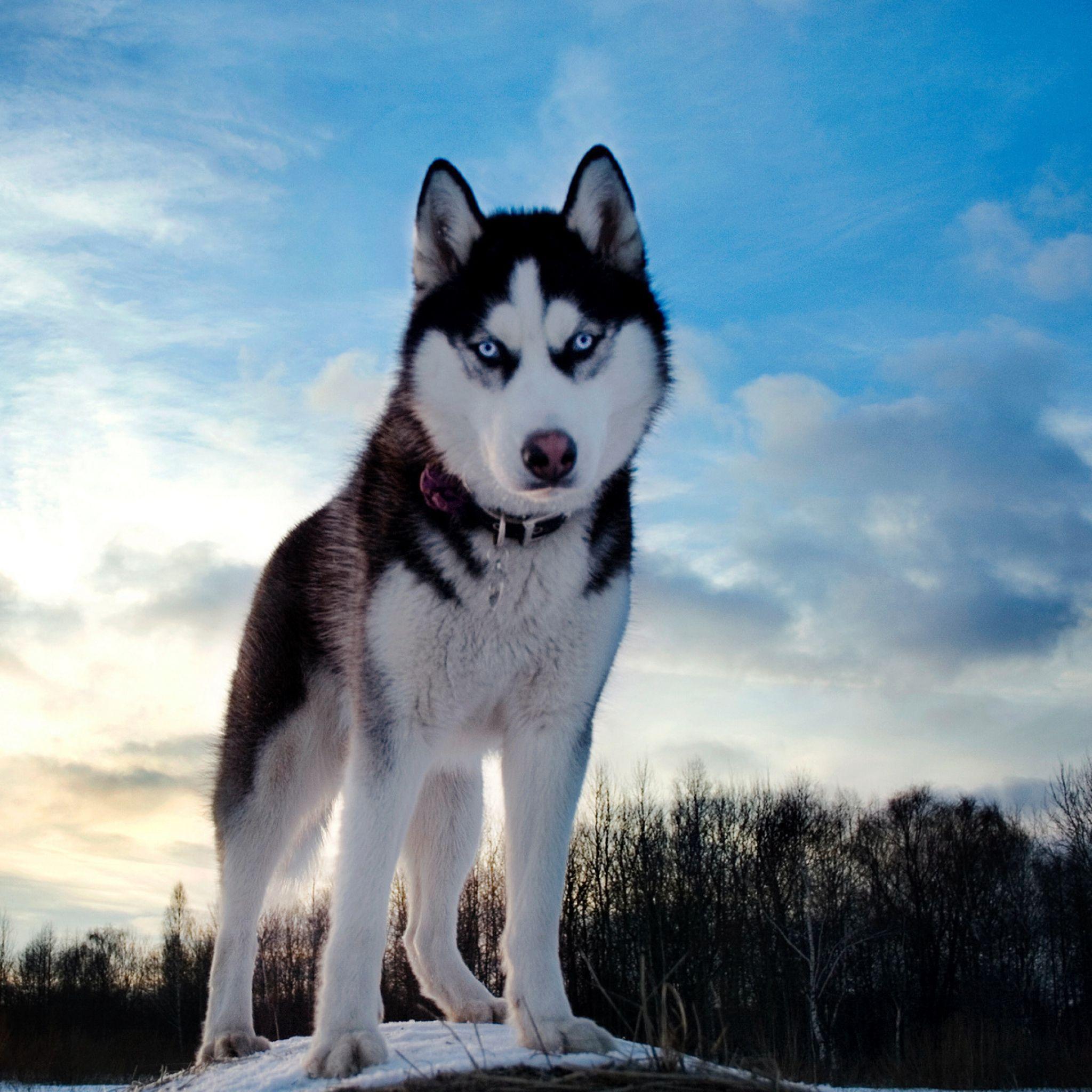 Snow Dog Wallpapers - Top Free Snow Dog Backgrounds - WallpaperAccess