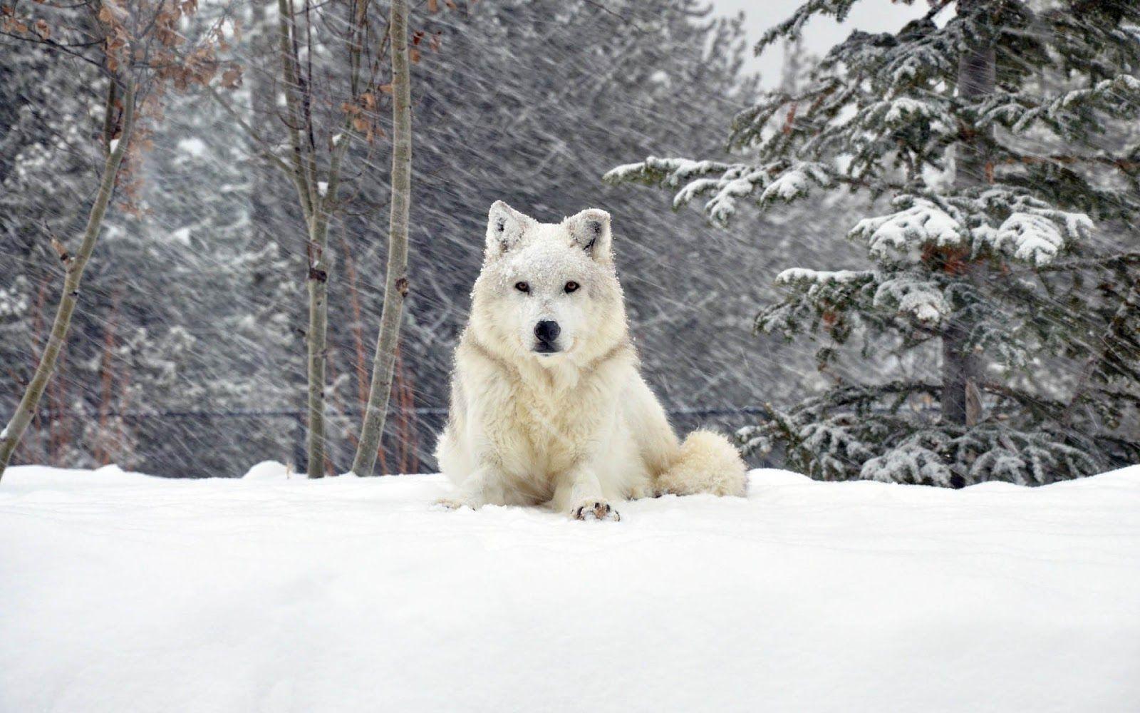 Snow Dog Wallpapers - Top Free Snow Dog Backgrounds - WallpaperAccess