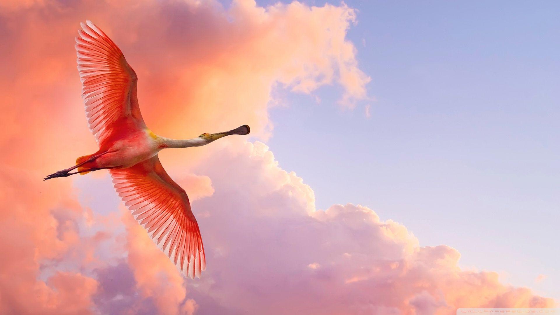 Flying Animal Wallpapers - Top Free Flying Animal Backgrounds ...