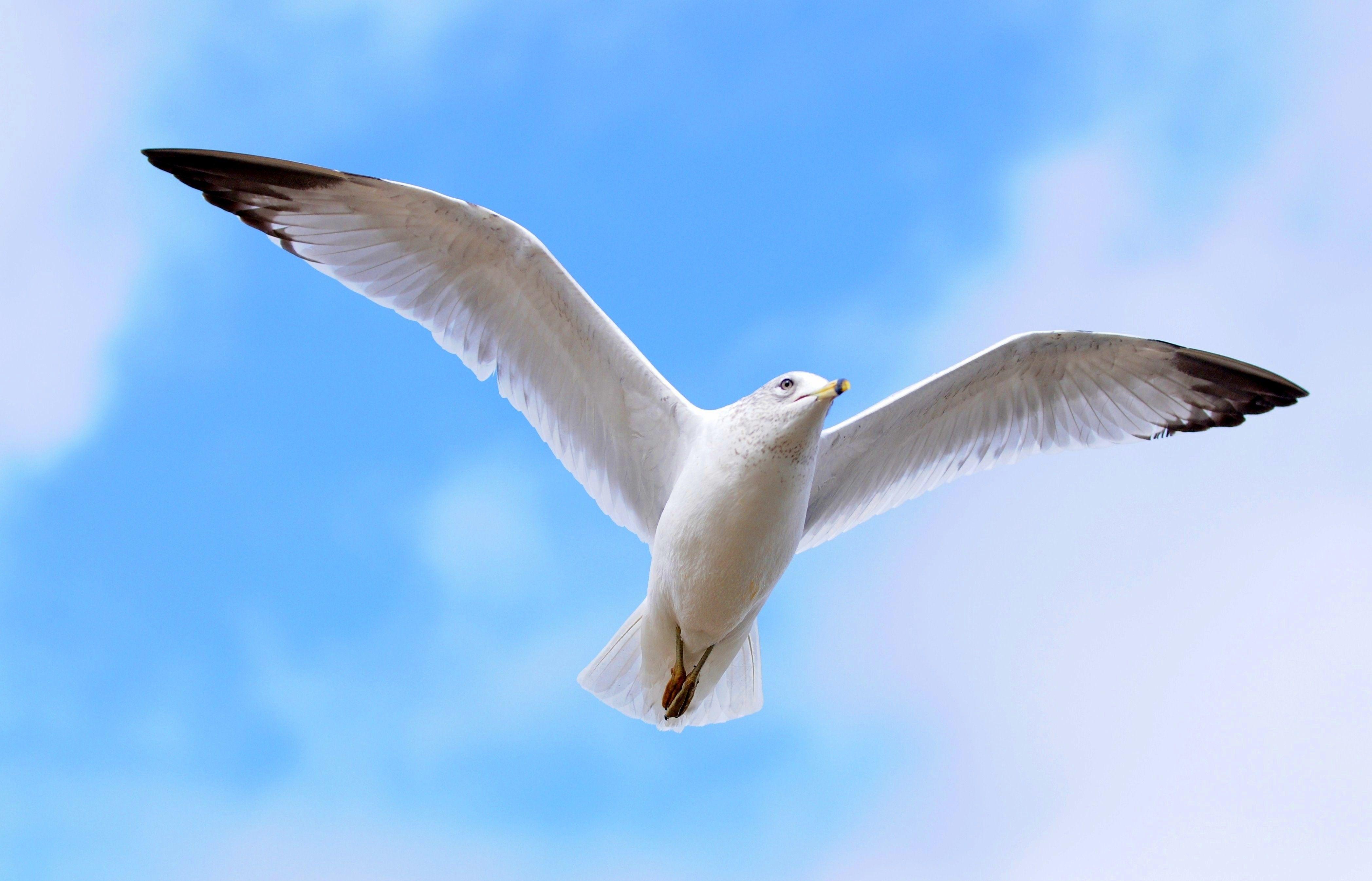 Flying Animal Wallpapers - Top Free Flying Animal Backgrounds ...