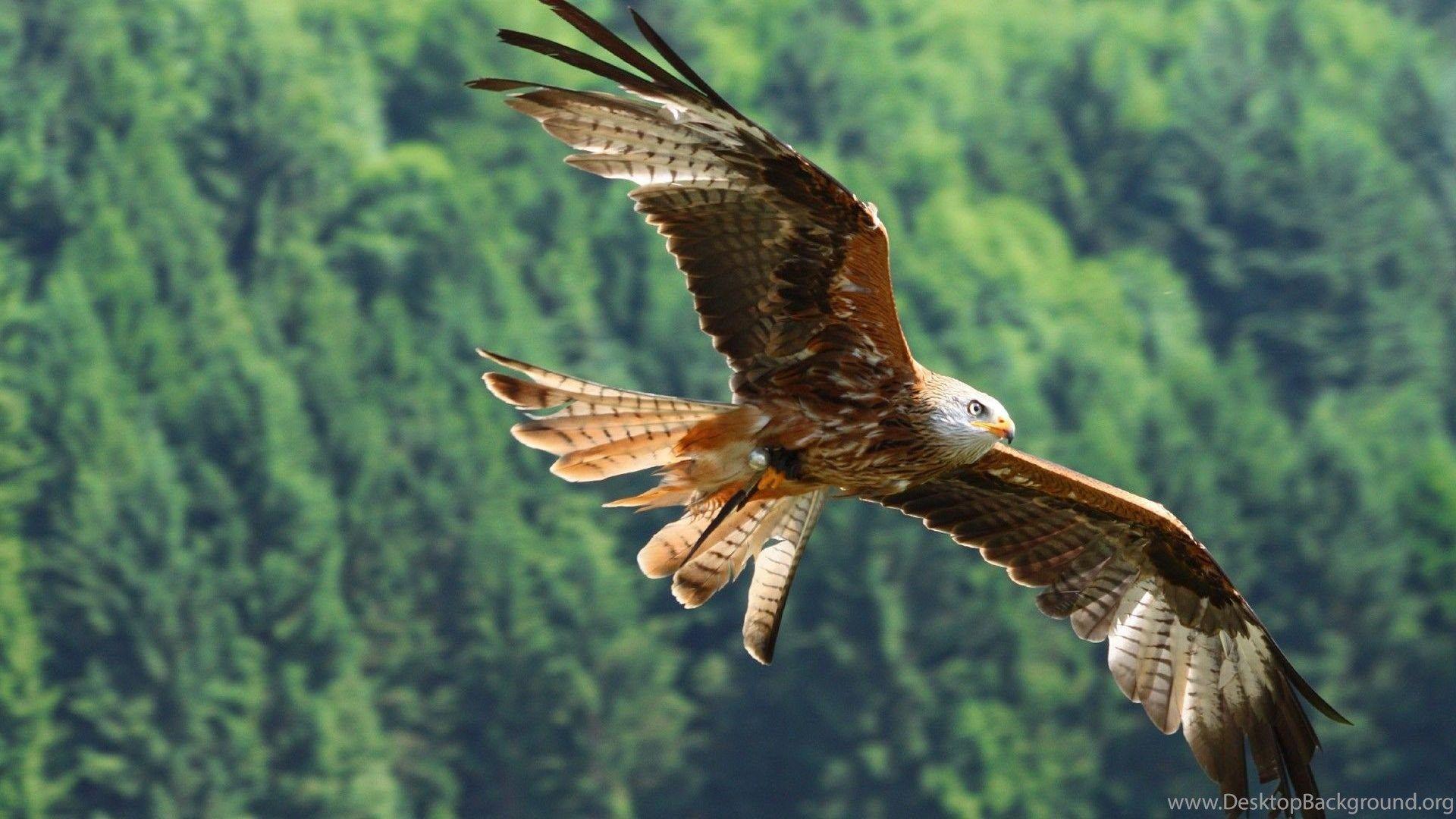 Flying Animal Wallpapers - Top Free Flying Animal Backgrounds ...