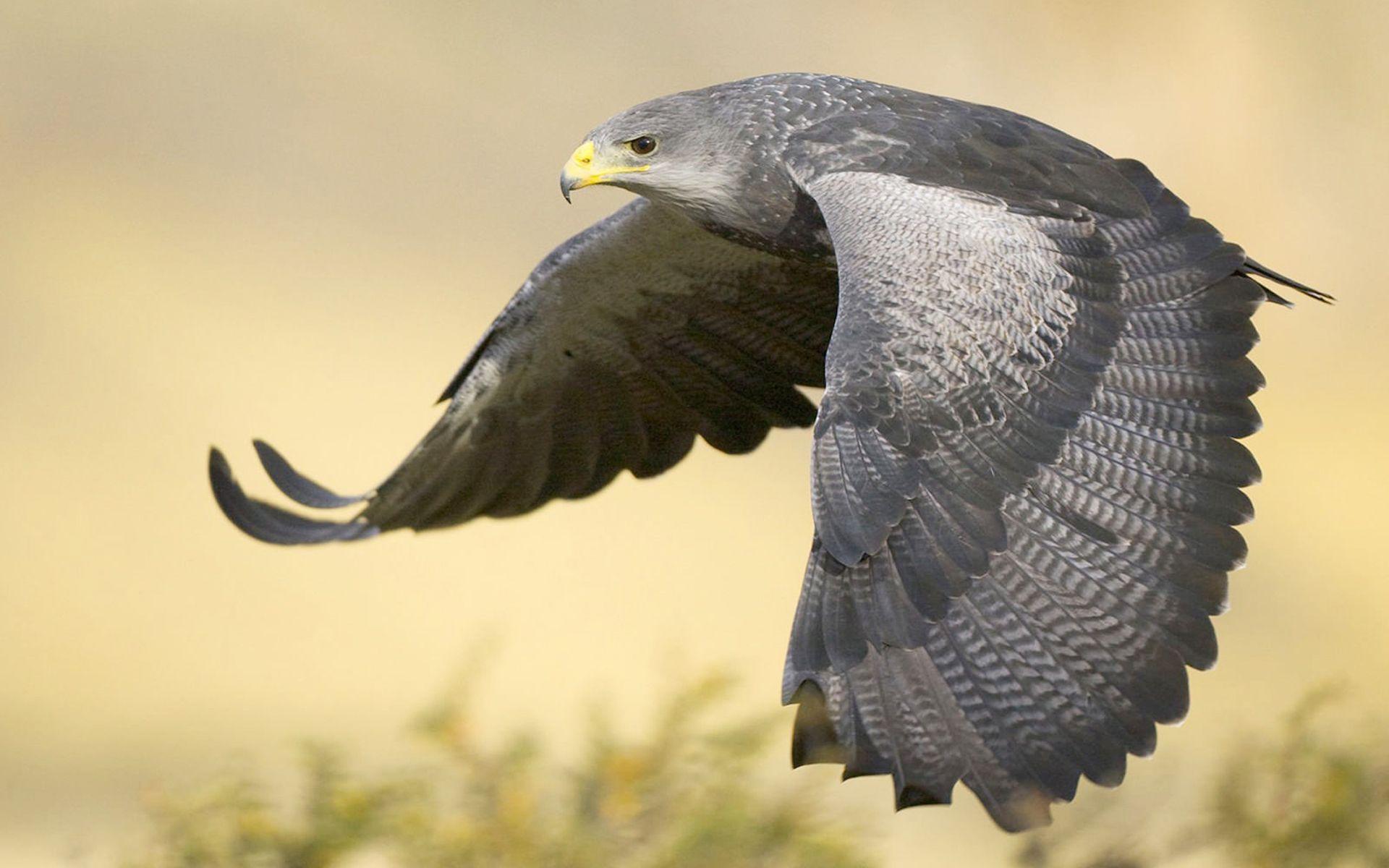 Flying Animal Wallpapers - Top Free Flying Animal Backgrounds ...