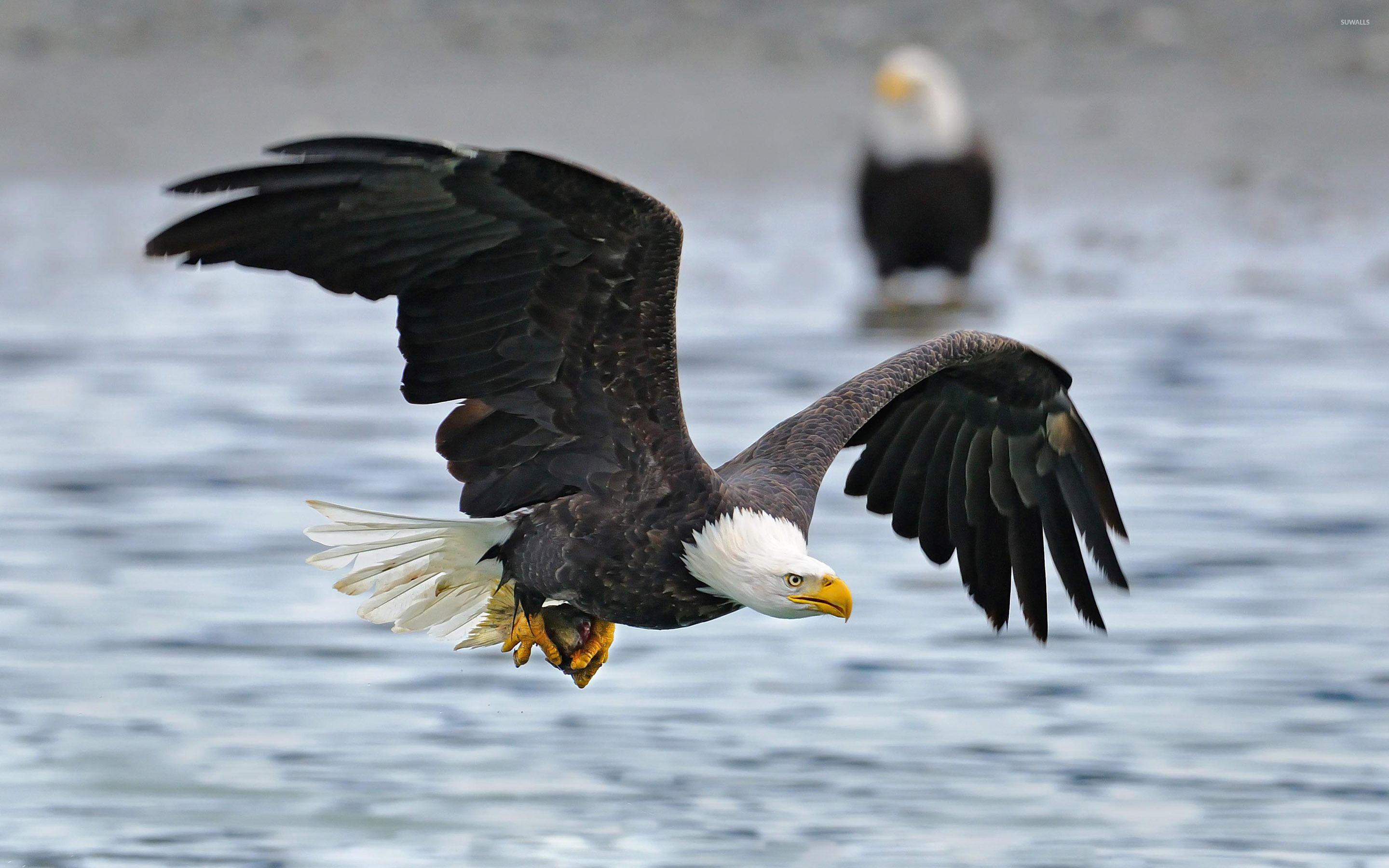 Bald Eagle Flying Wallpapers - Top Free Bald Eagle Flying Backgrounds - WallpaperAccess