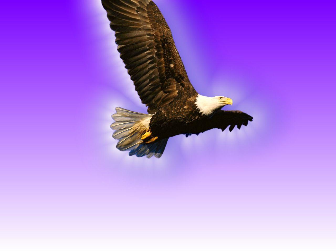 Flying Animal Wallpapers - Top Free Flying Animal Backgrounds ...