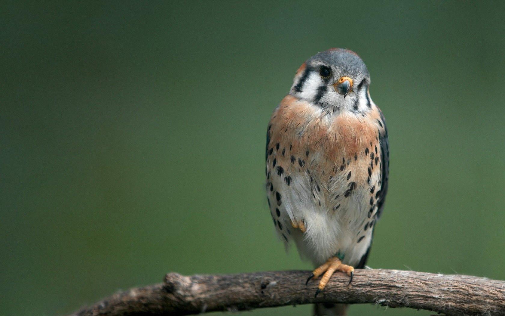 Flying Animal Wallpapers - Top Free Flying Animal Backgrounds ...