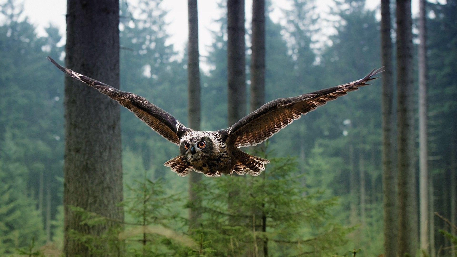 Flying Animal Wallpapers - Top Free Flying Animal Backgrounds ...