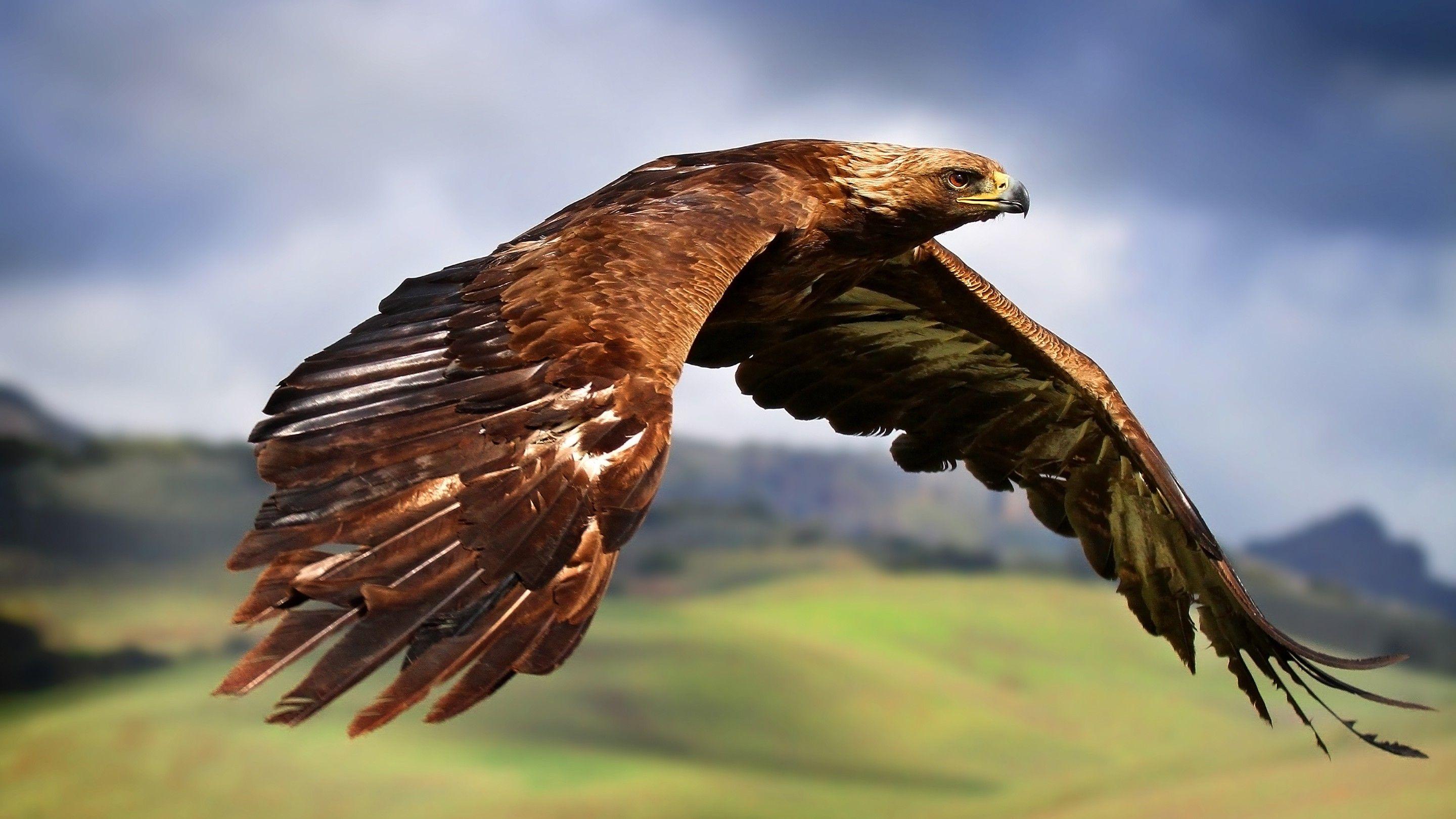 Flying Animal Wallpapers - Top Free Flying Animal Backgrounds ...