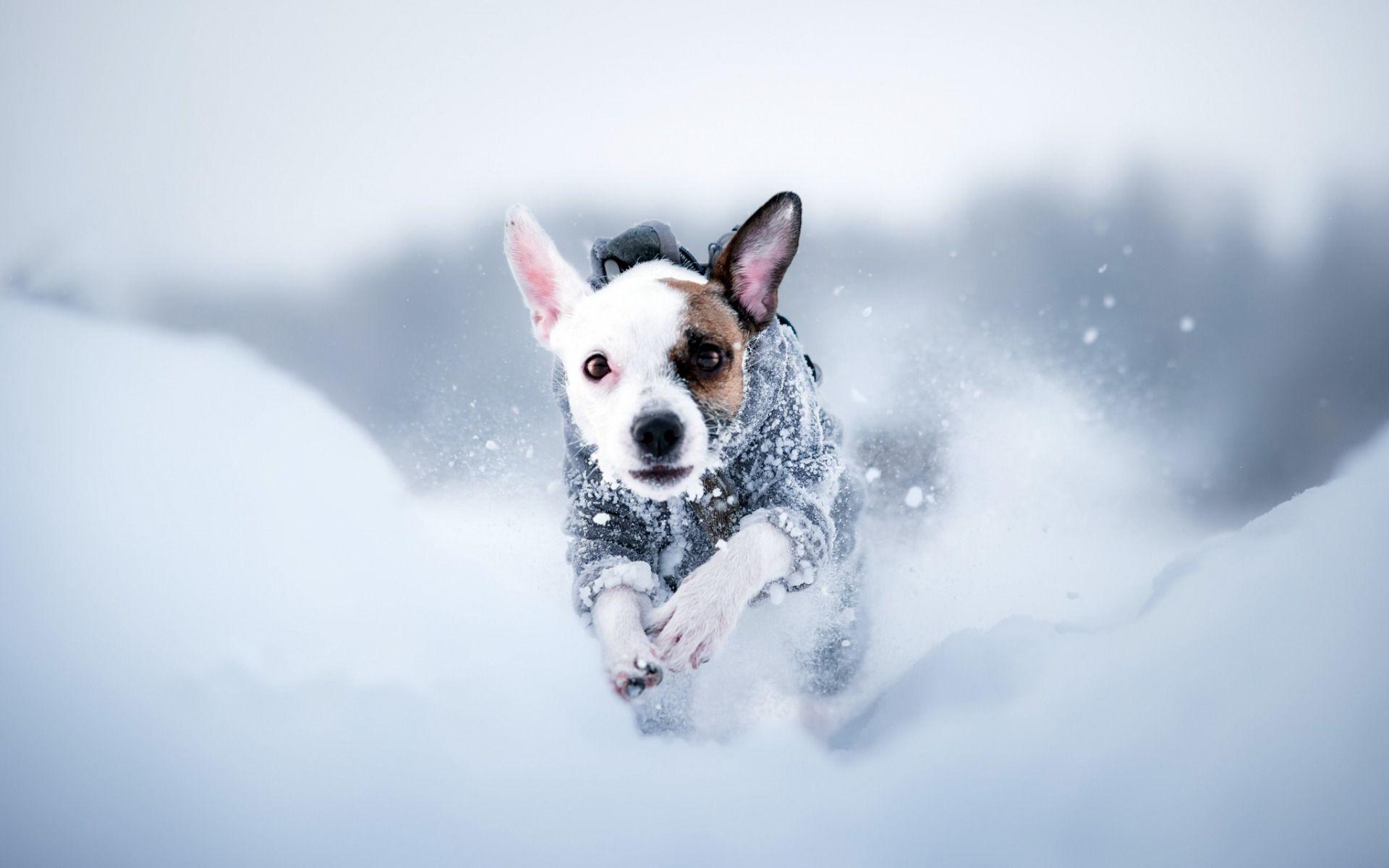 Snow Dog Wallpapers - Top Free Snow Dog Backgrounds - WallpaperAccess