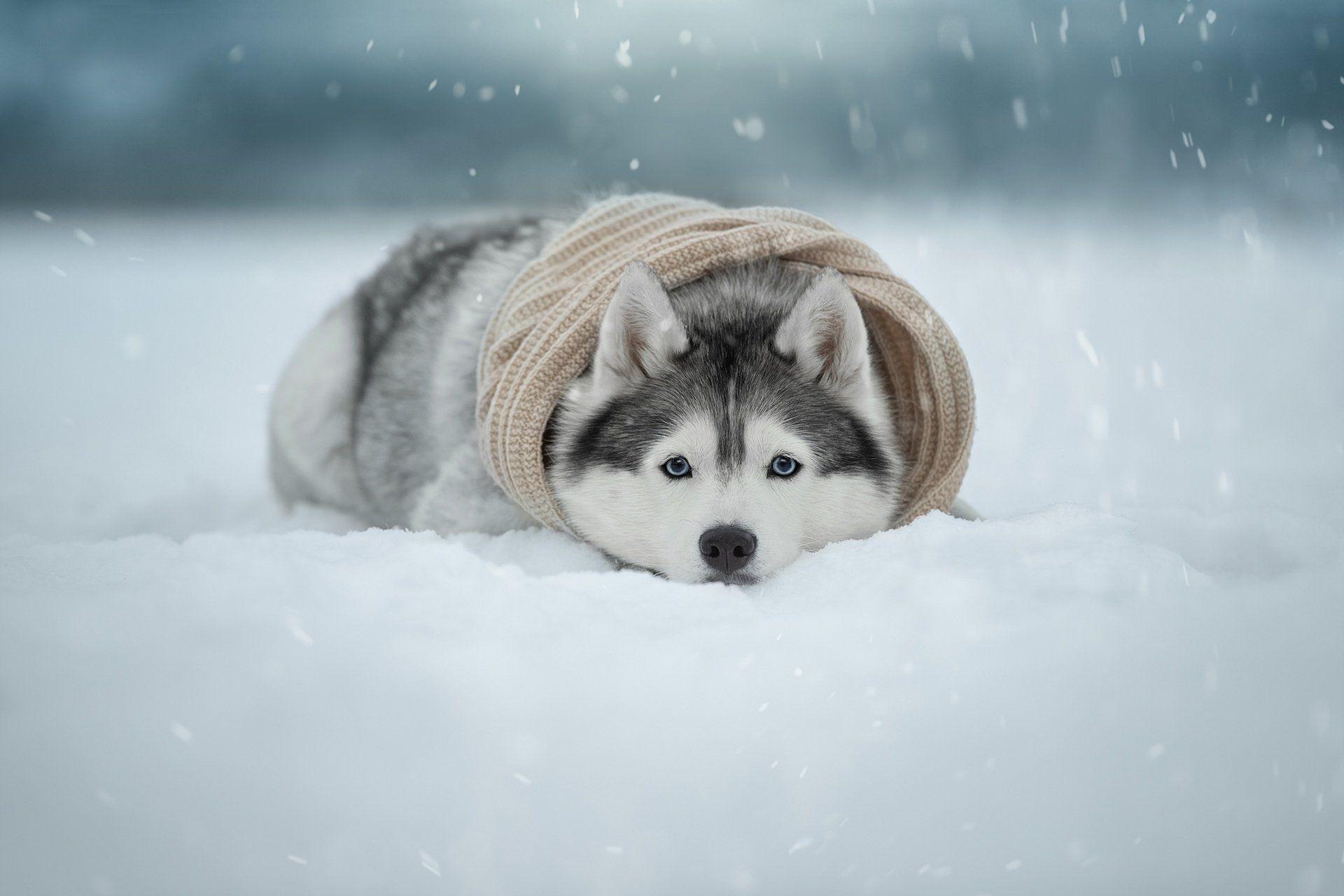 Snow Dog Wallpapers - Top Free Snow Dog Backgrounds - WallpaperAccess