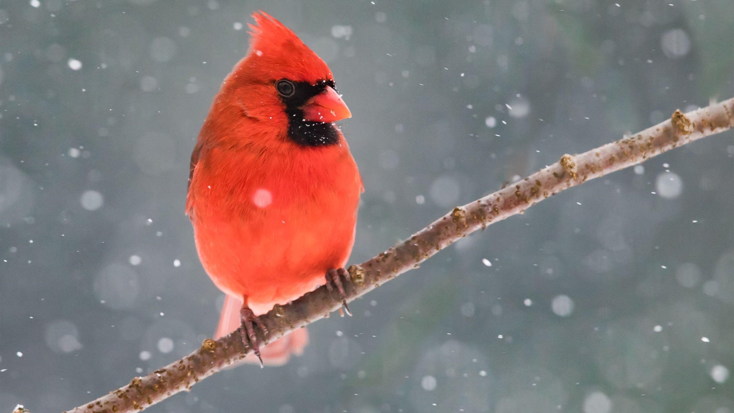 Winter Cardinal Wallpapers - Top Free Winter Cardinal Backgrounds ...