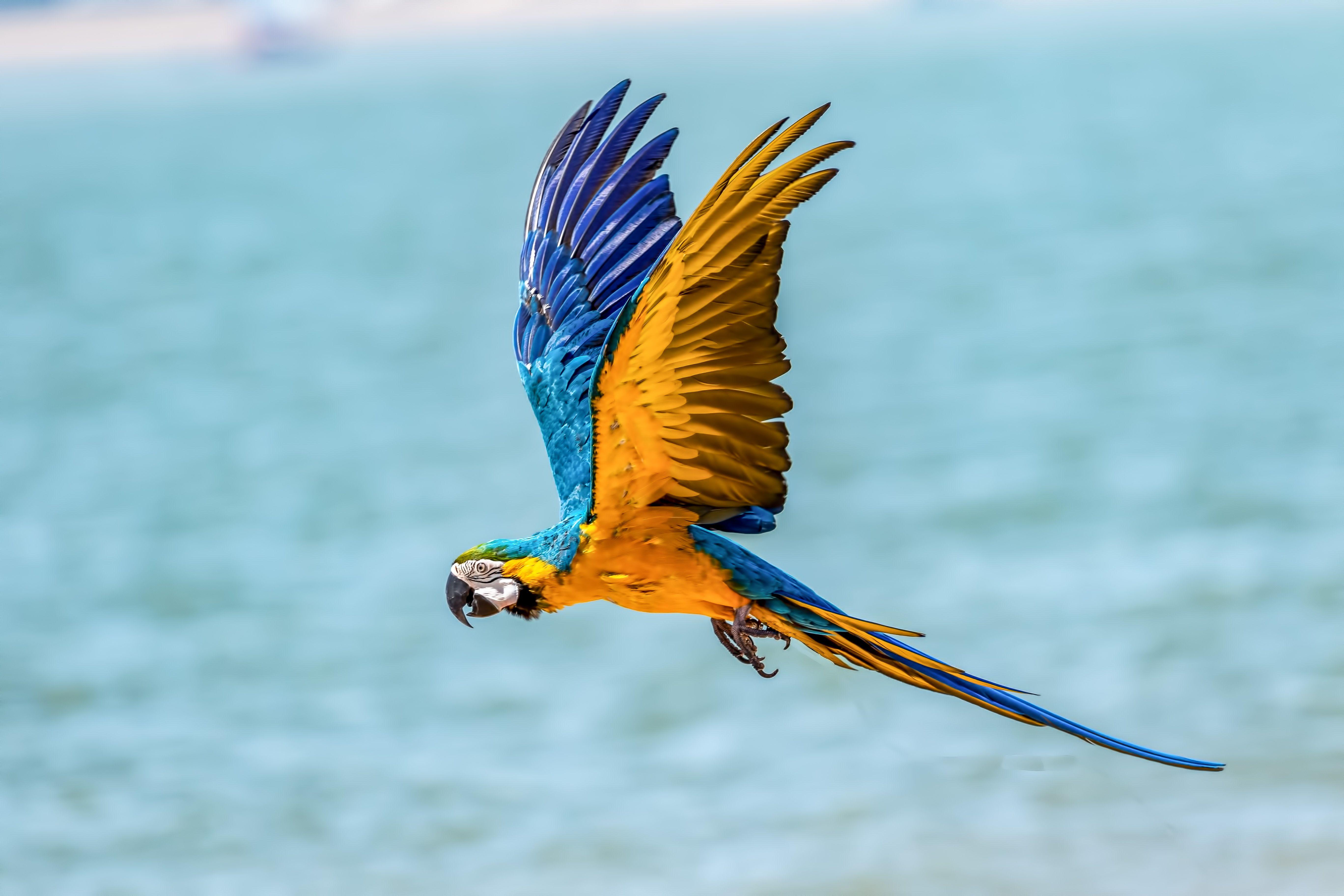 Flying Animal Wallpapers - Top Free Flying Animal Backgrounds ...