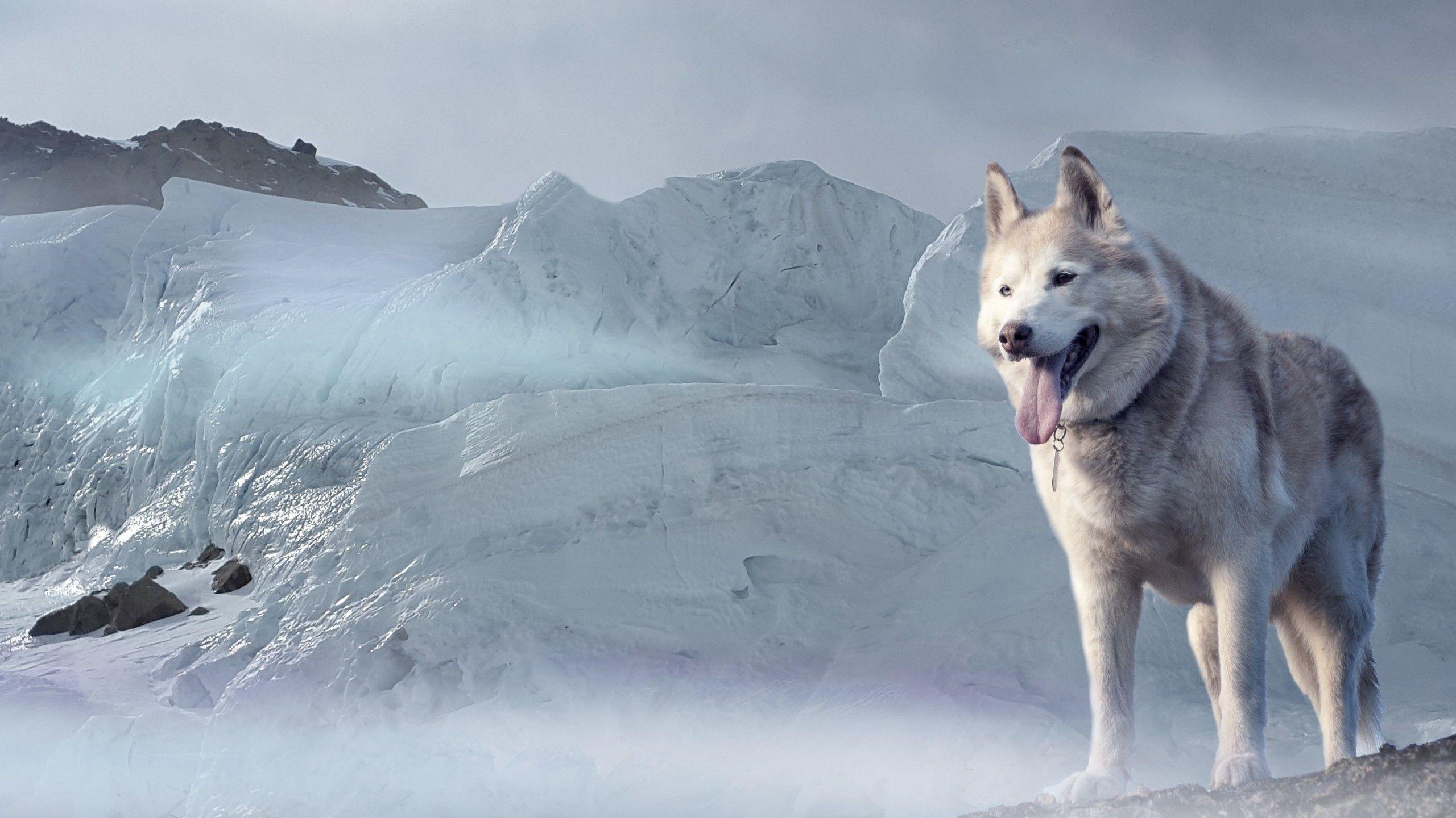 Snow Dog Wallpapers - Top Free Snow Dog Backgrounds - WallpaperAccess