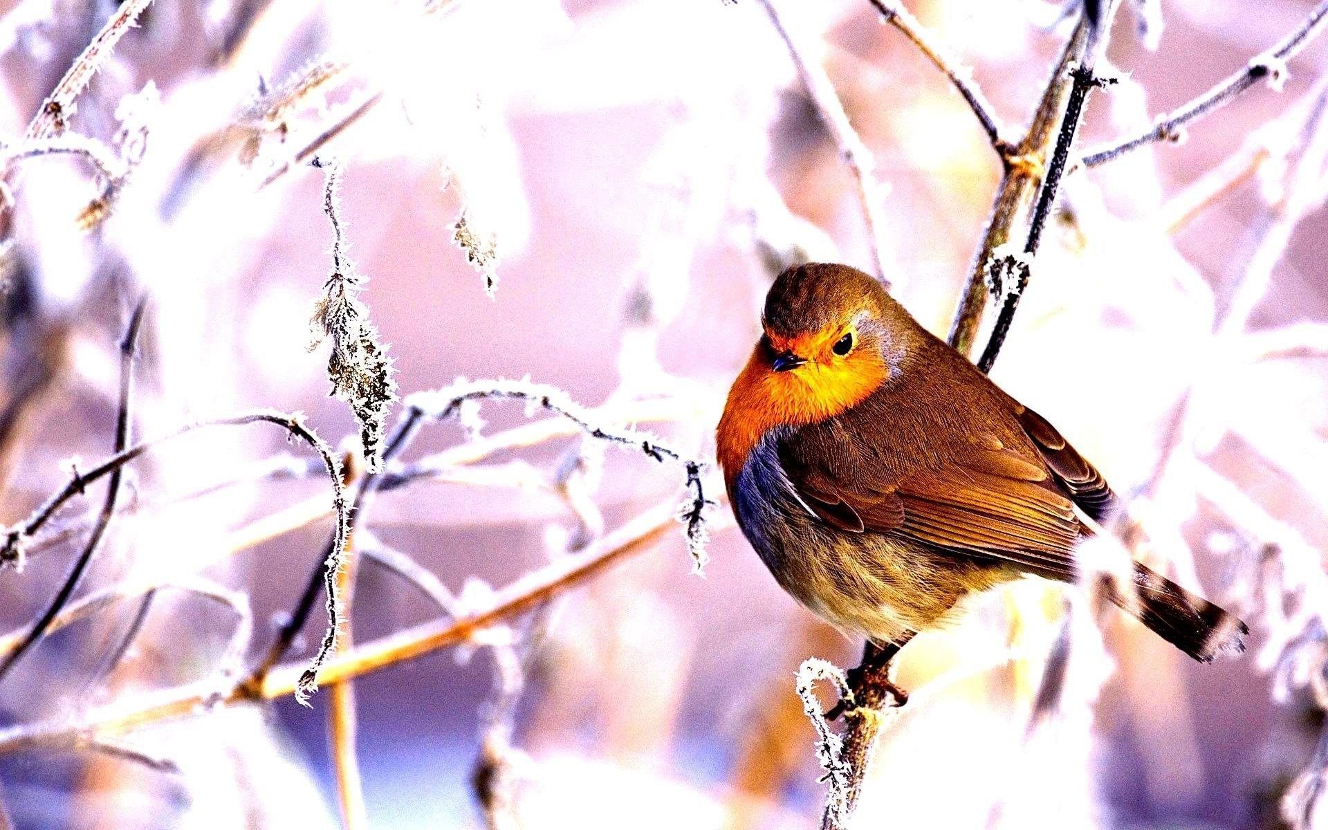 Flying Animal Wallpapers - Top Free Flying Animal Backgrounds ...