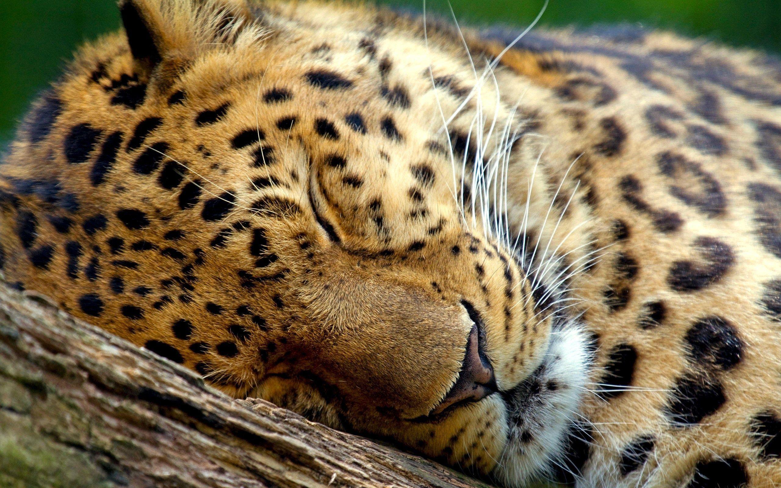 Sleeping Animal Wallpapers - Top Free Sleeping Animal Backgrounds ...
