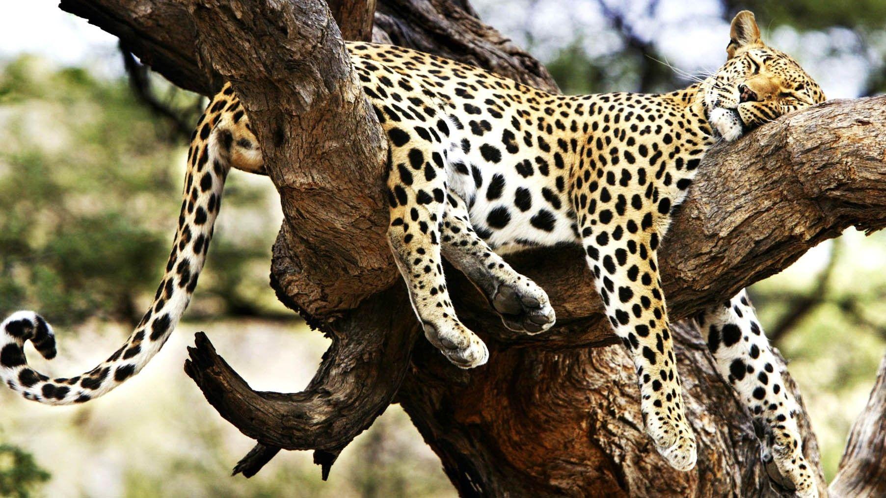 Sleeping Animal Wallpapers - Top Free Sleeping Animal Backgrounds ...