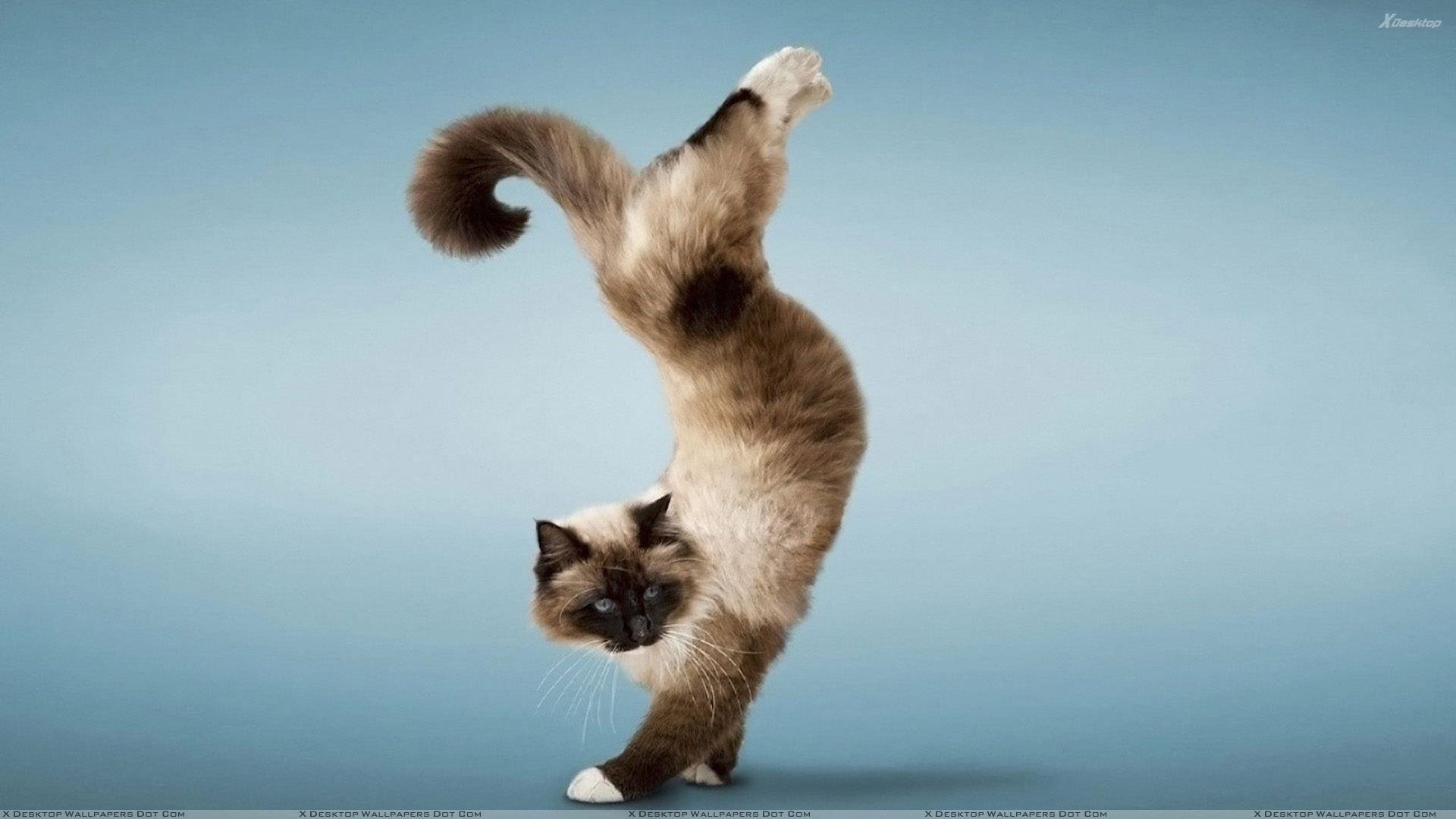 Dancing Animals Wallpapers - Top Free Dancing Animals Backgrounds ...