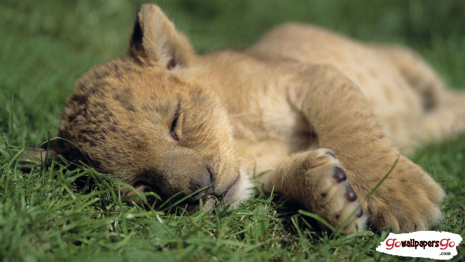 Sleeping Animal Wallpapers - Top Free Sleeping Animal Backgrounds ...