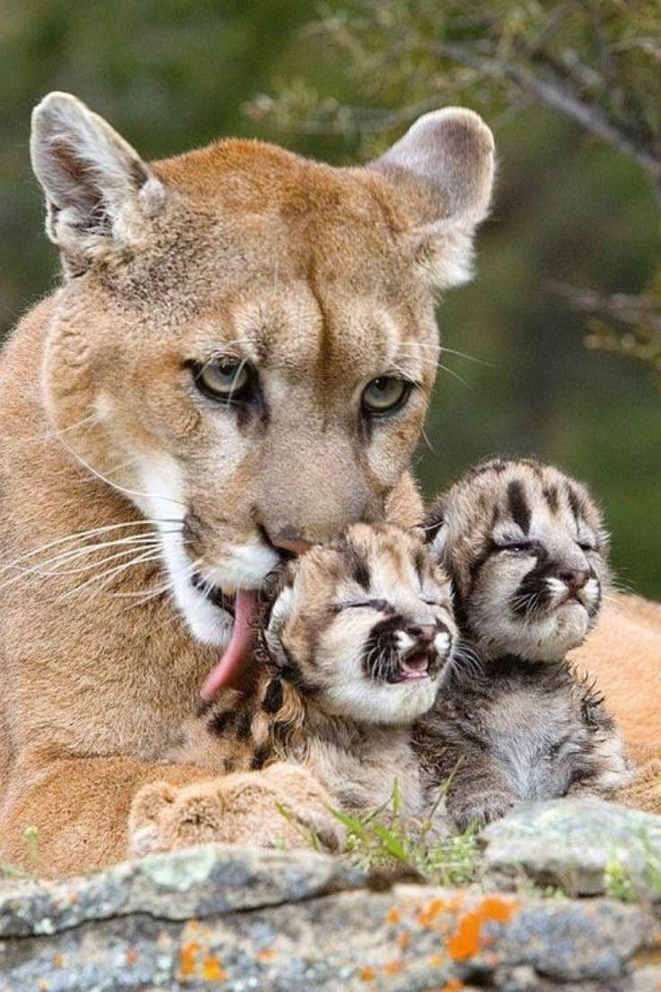 Dancing Animals Wallpapers - Top Free Dancing Animals Backgrounds ...