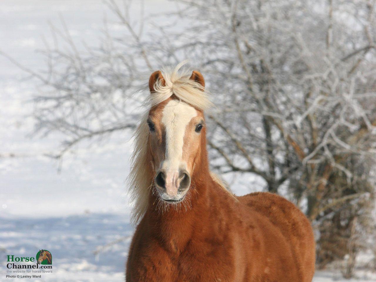 Winter Horse Wallpapers - Top Free Winter Horse Backgrounds ...