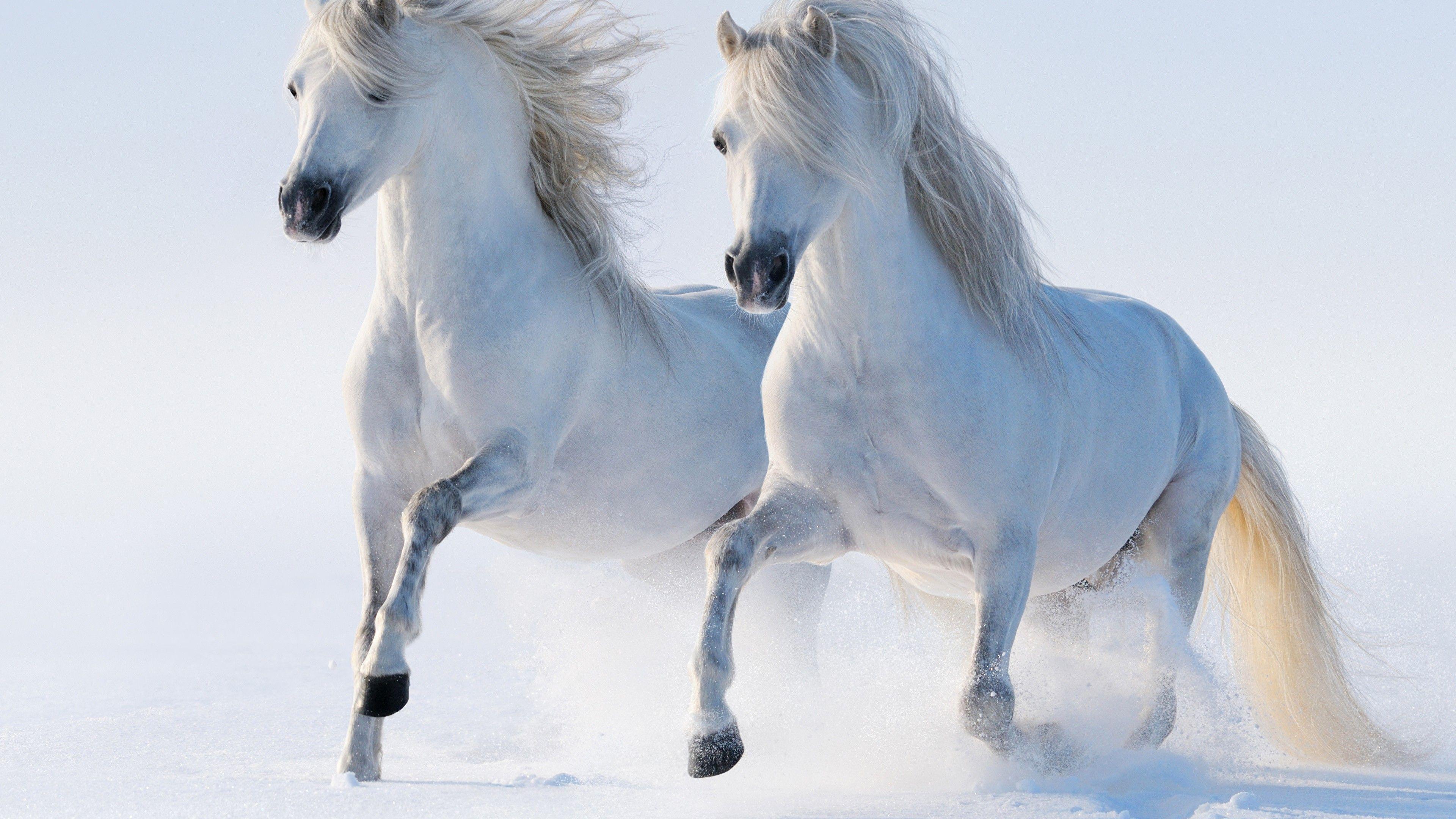Winter Horse Wallpapers - Top Free Winter Horse Backgrounds ...