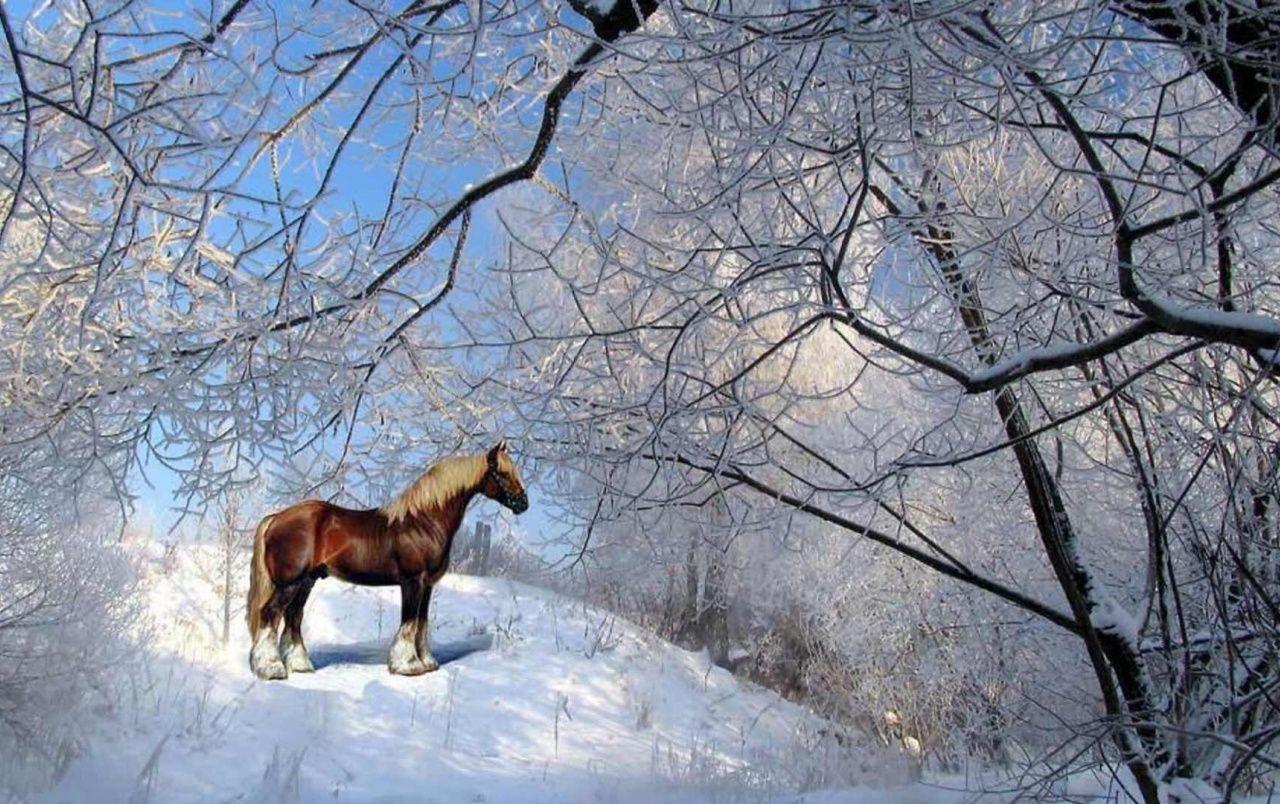 Winter Horse Wallpapers - Top Free Winter Horse Backgrounds ...
