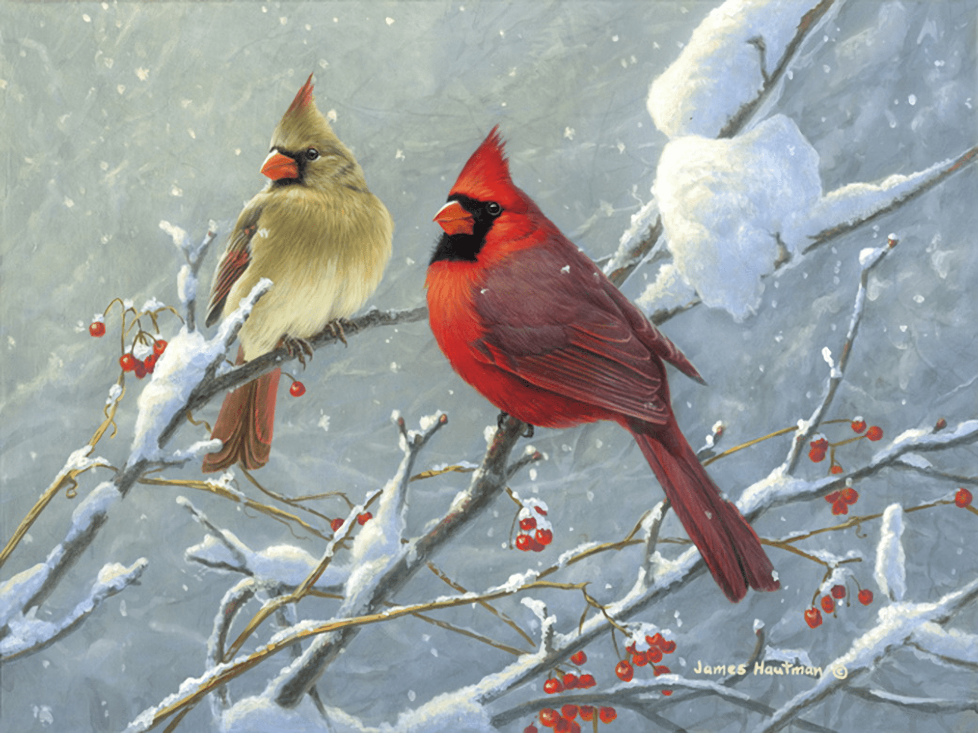 Winter Cardinal Wallpapers - Top Free Winter Cardinal Backgrounds ...