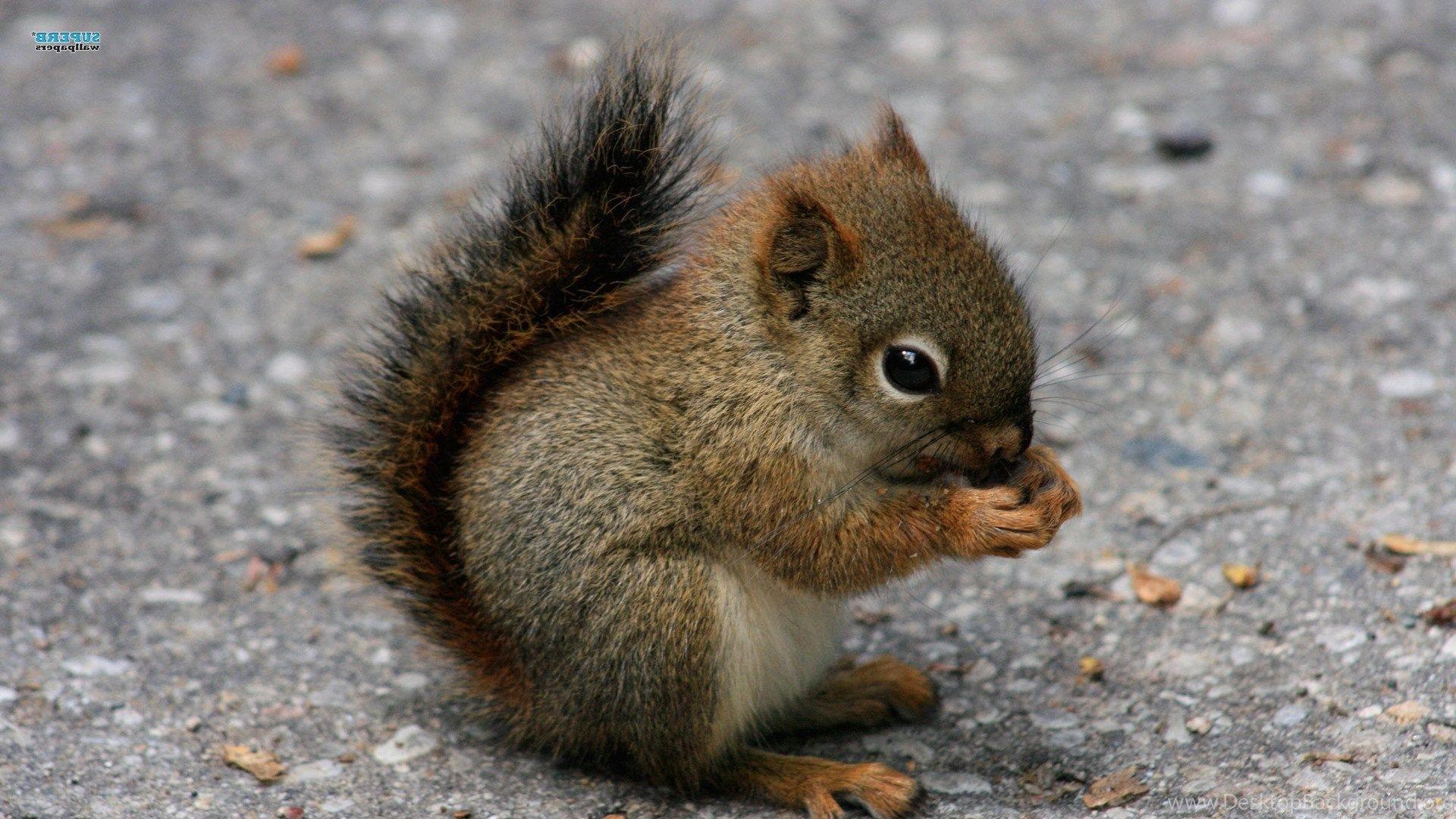 Cute Wild Animals Wallpapers - Top Free Cute Wild Animals Backgrounds ...