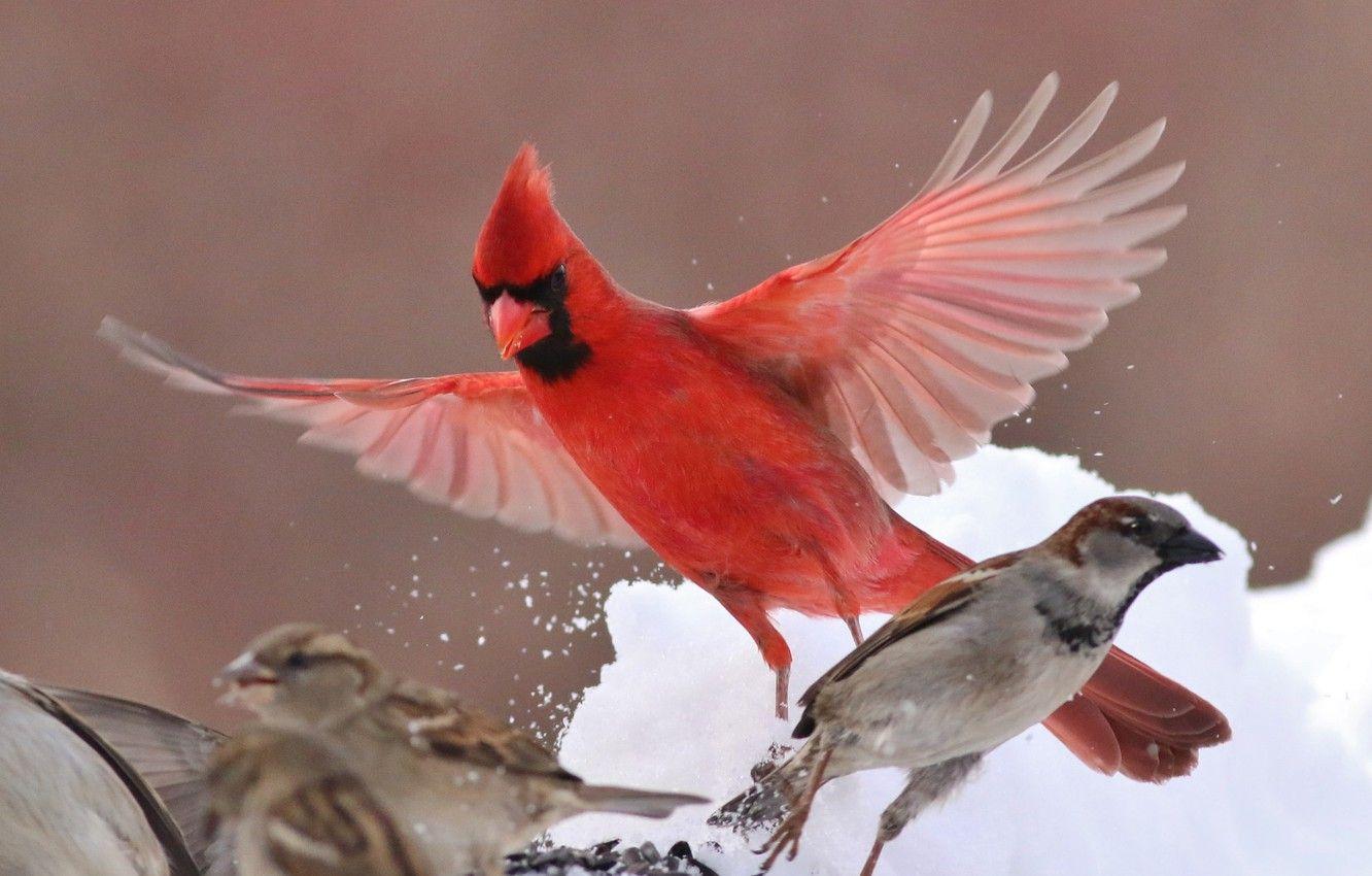 Winter Cardinal Wallpapers - Top Free Winter Cardinal Backgrounds ...