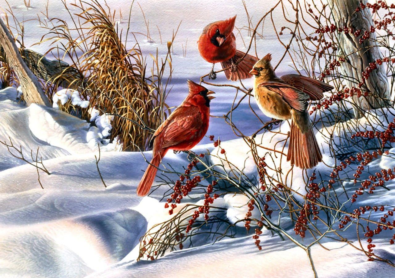 Winter Cardinal Wallpapers - Top Free Winter Cardinal Backgrounds ...