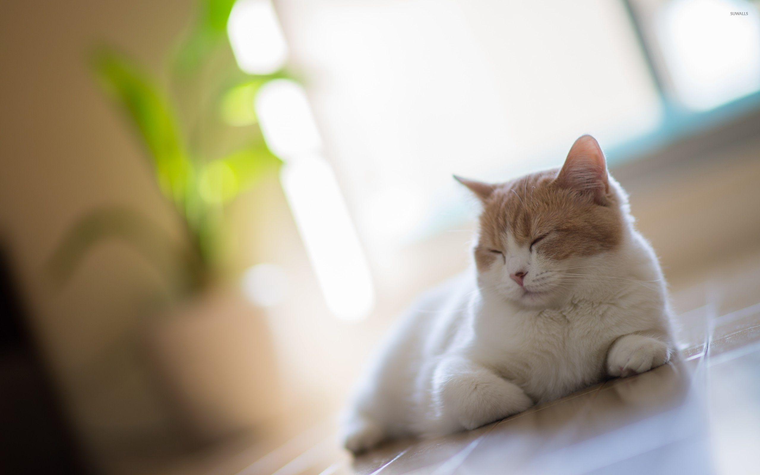 Sleeping Cat Wallpapers - Top Free Sleeping Cat Backgrounds ...