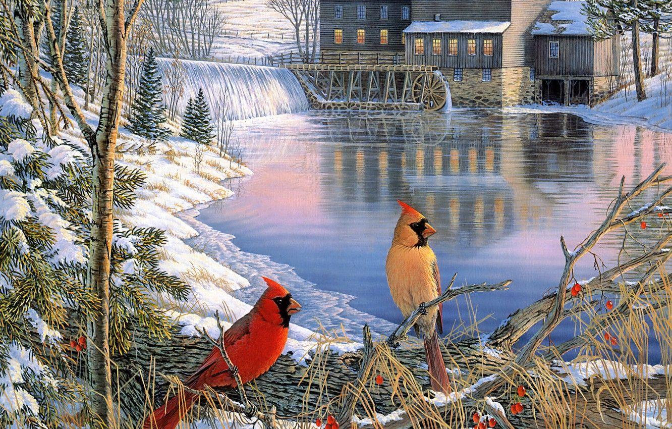 Winter Cardinal Wallpapers - Top Free Winter Cardinal Backgrounds ...